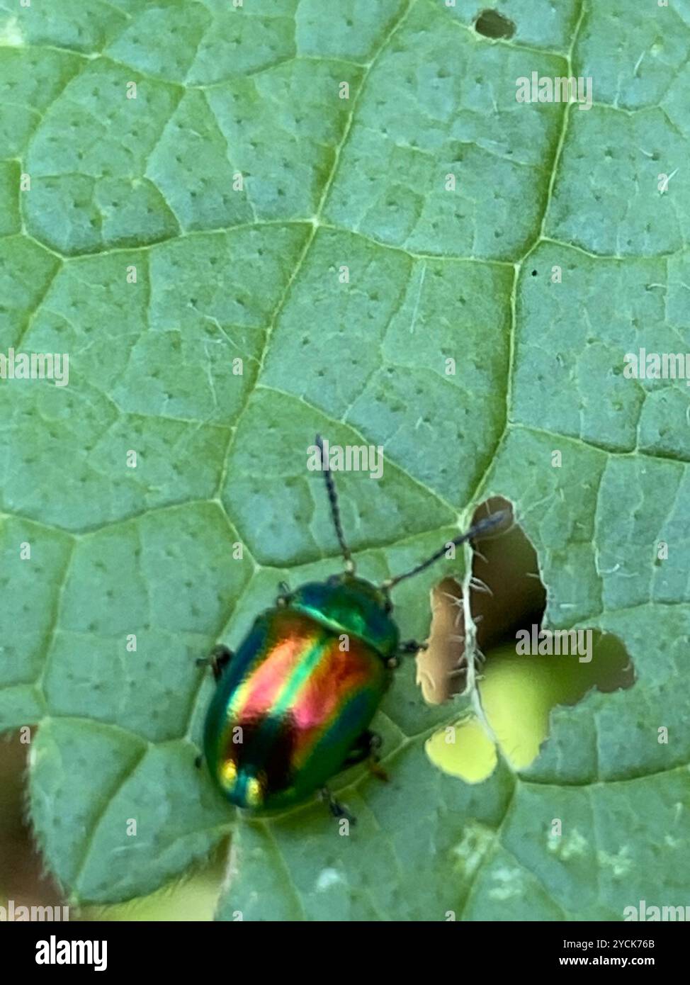 Dead-nettle Leaf Beetle (Fasta fastuosa) Insecta Stock Photo - Alamy