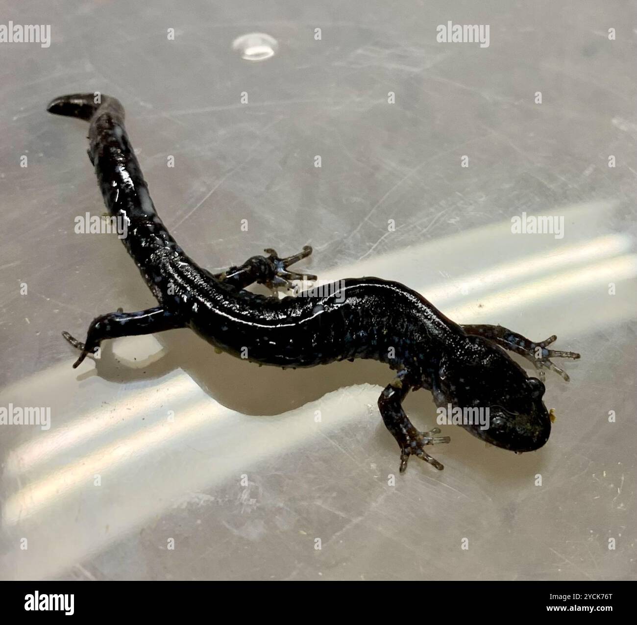 Blue-spotted Salamander (Ambystoma laterale) Amphibia Stock Photo - Alamy