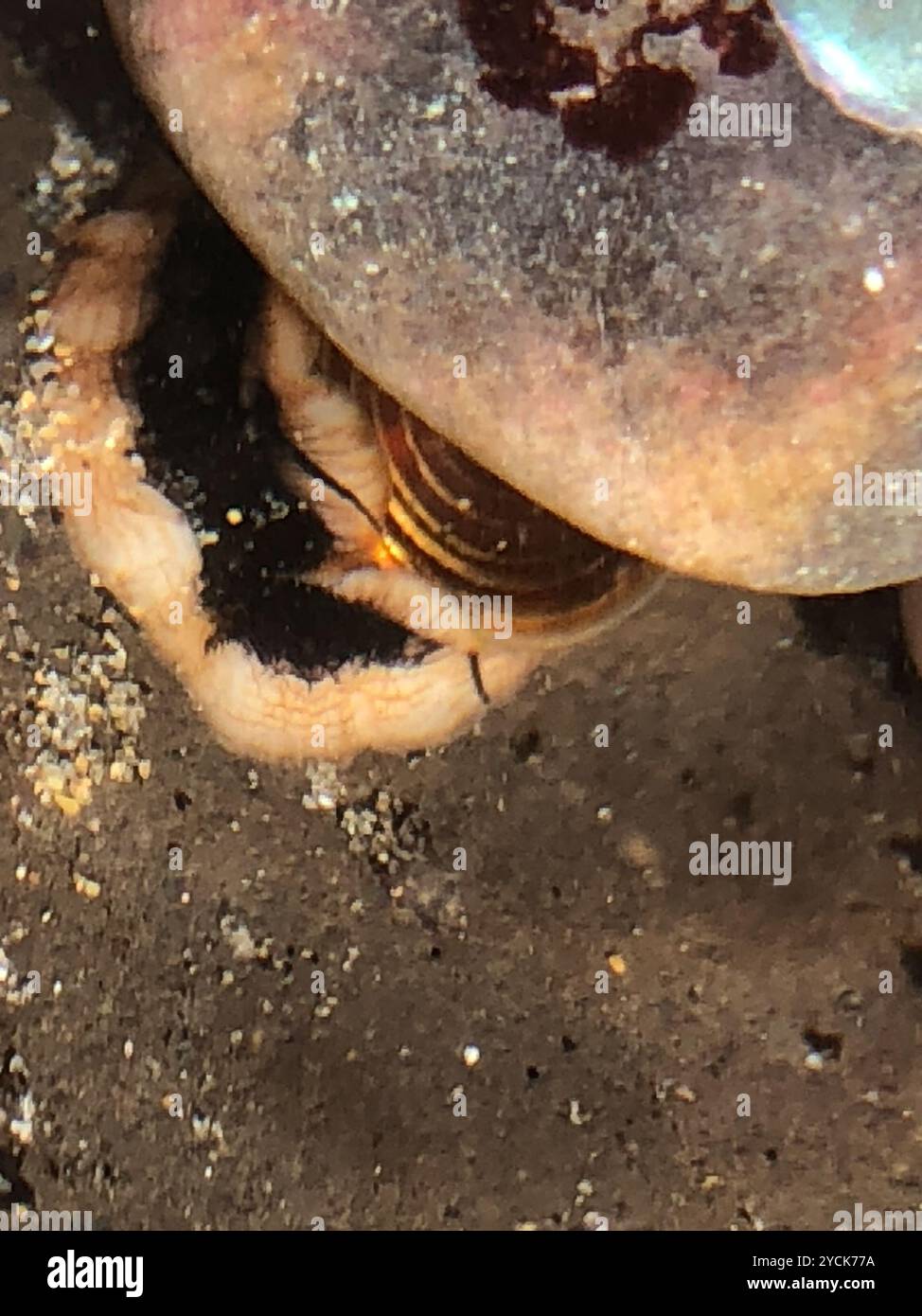 Tegula brunnea hi-res stock photography and images - Alamy