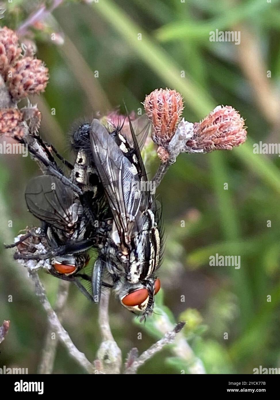 Common Flesh Flies (Sarcophaga) Insecta Stock Photo - Alamy