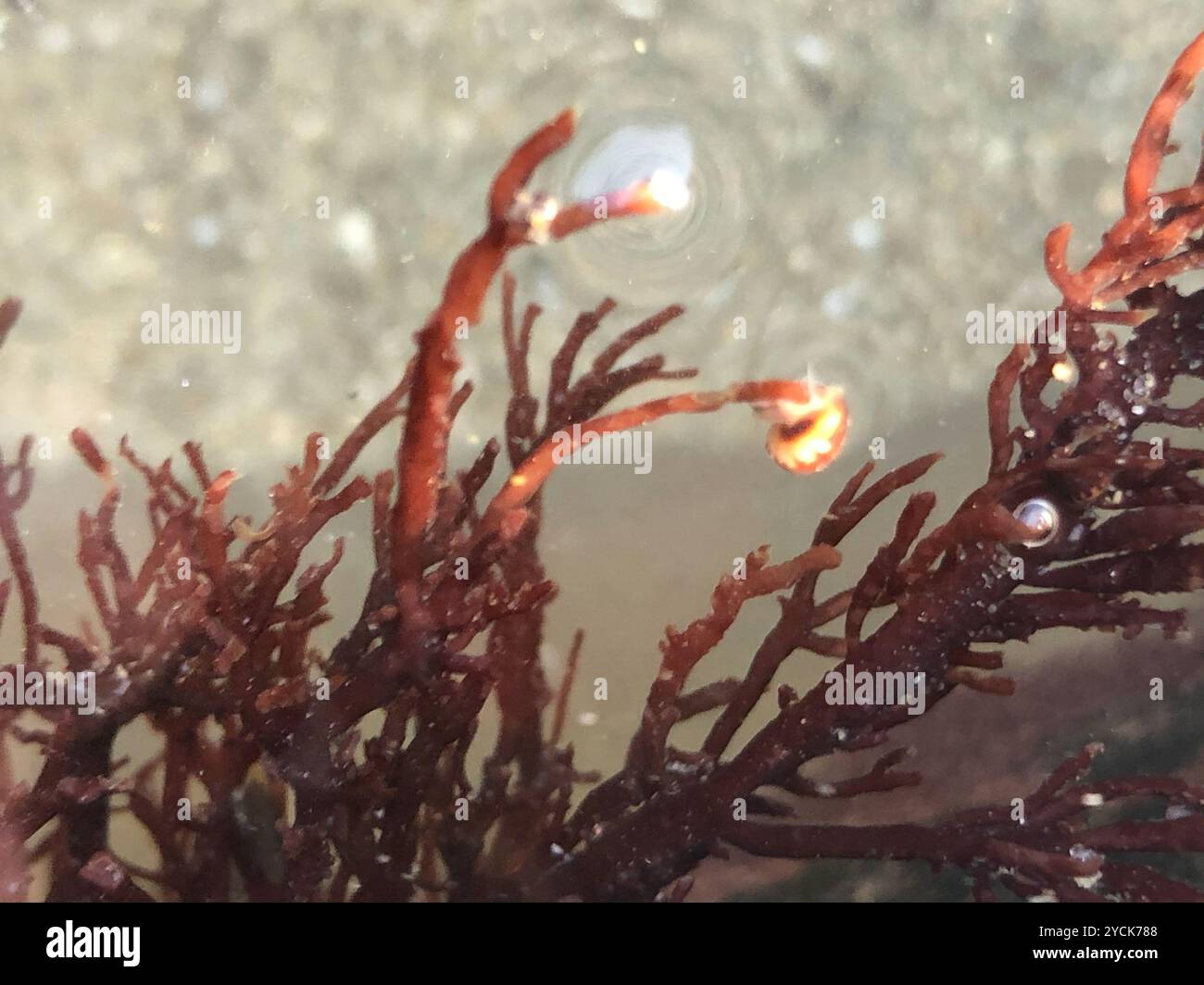 red algae (Rhodophyta) Plantae Stock Photo - Alamy