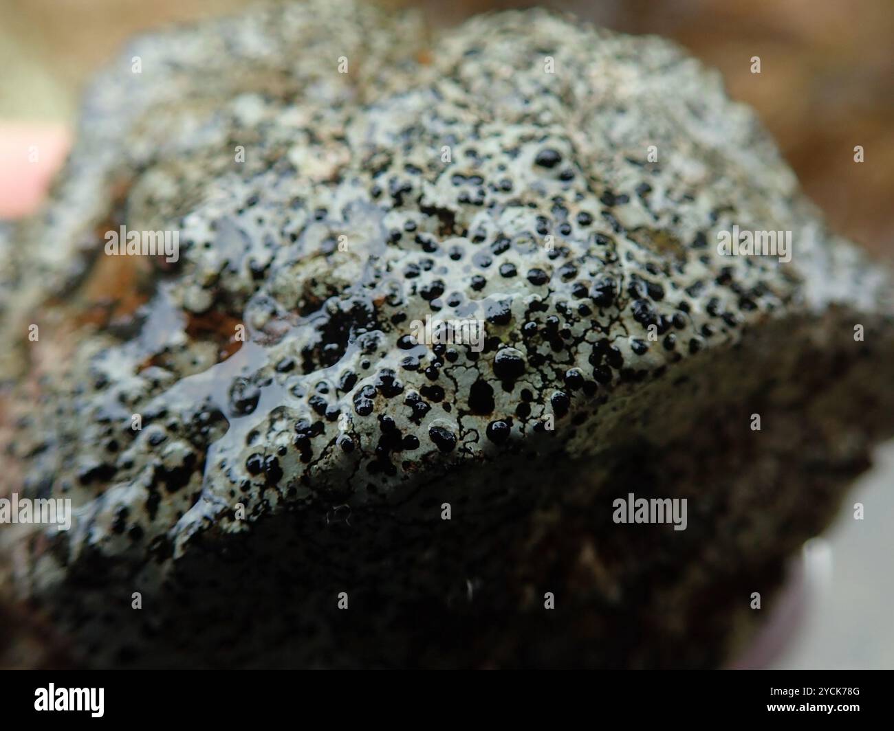 concentric boulder lichen (Porpidia crustulata) Fungi Stock Photo - Alamy