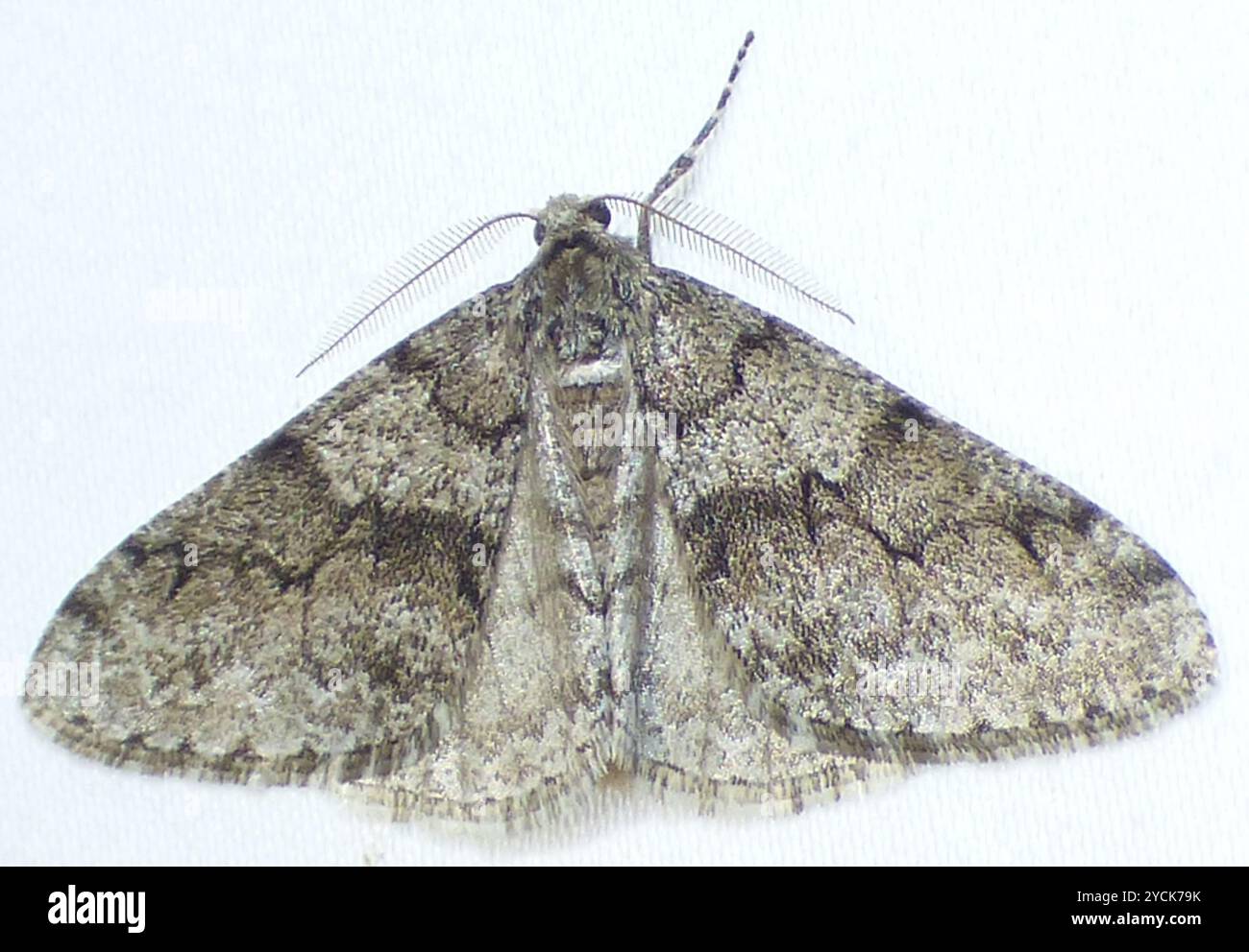 Toothed Phigalia Moth (Phigalia denticulata) Insecta Stock Photo - Alamy