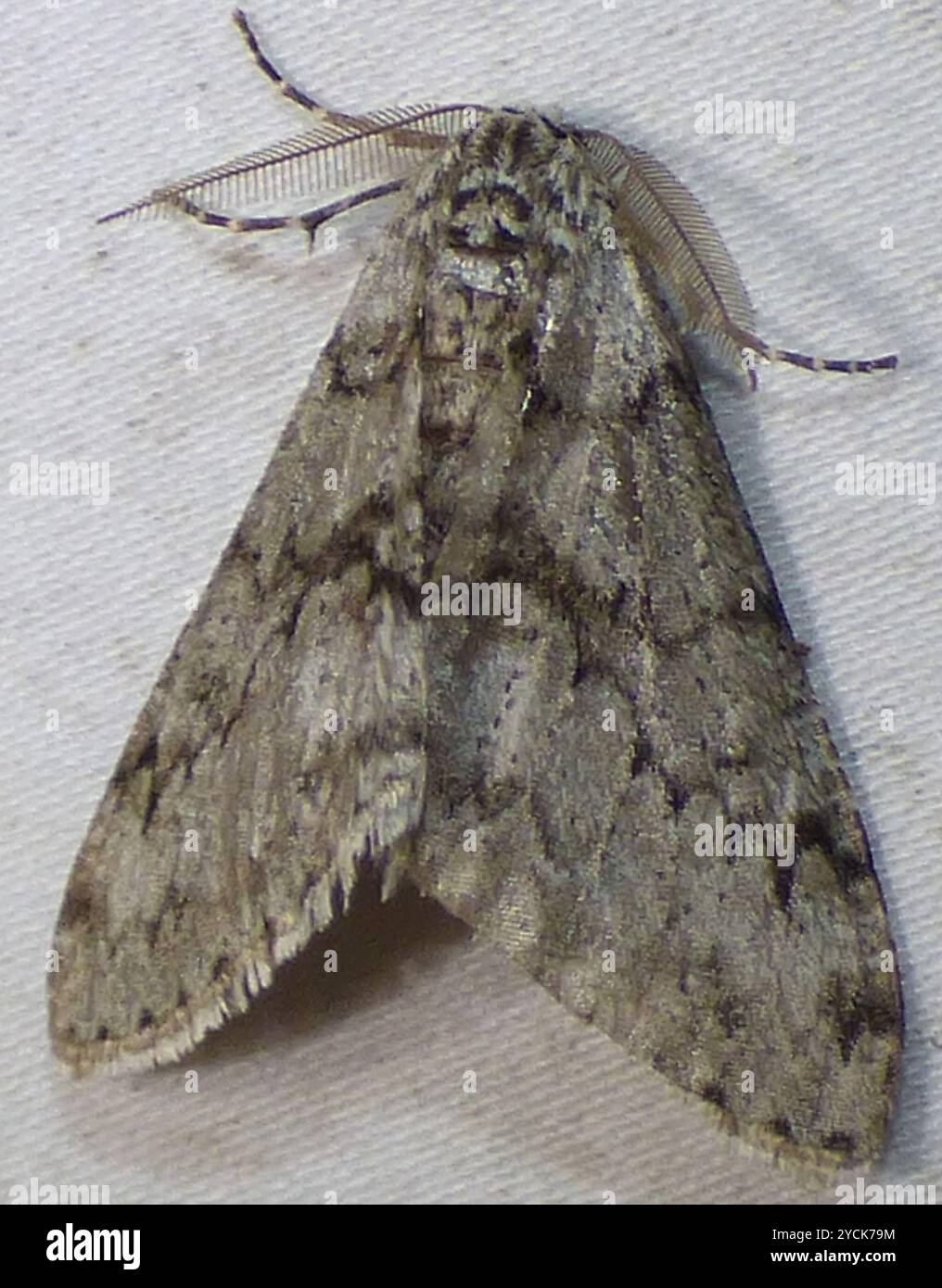 Toothed Phigalia Moth (Phigalia denticulata) Insecta Stock Photo - Alamy