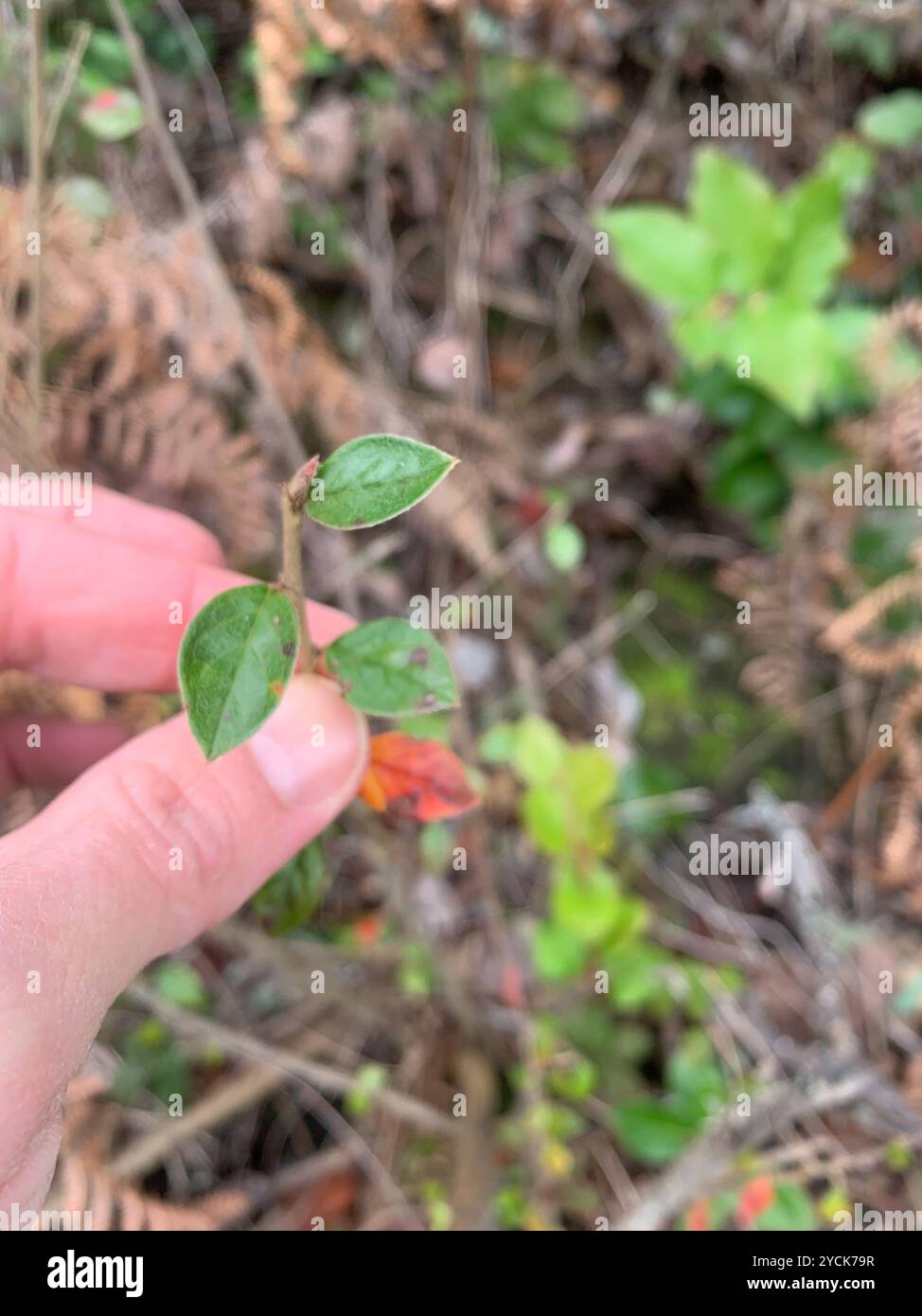 Himalayan cotoneaster (Cotoneaster simonsii) Plantae Stock Photo - Alamy