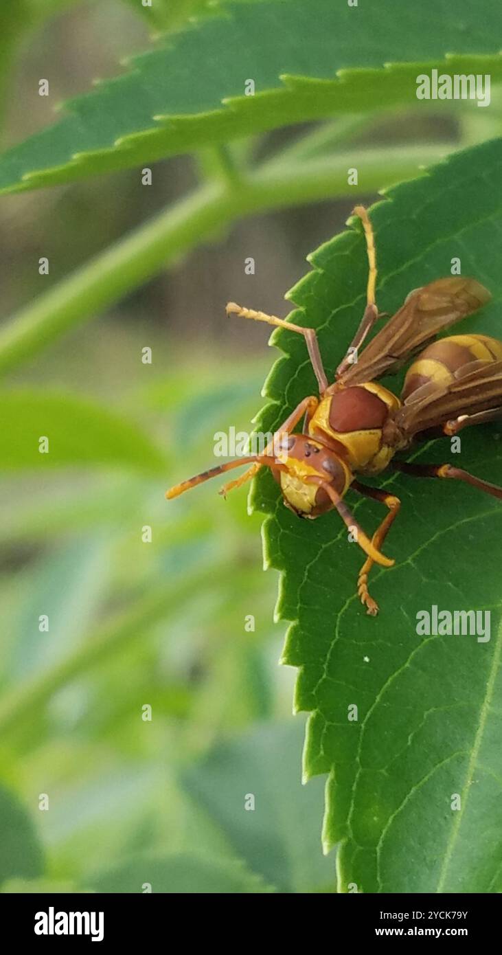 Horse's Paper Wasp (Polistes major) Insecta Stock Photo - Alamy