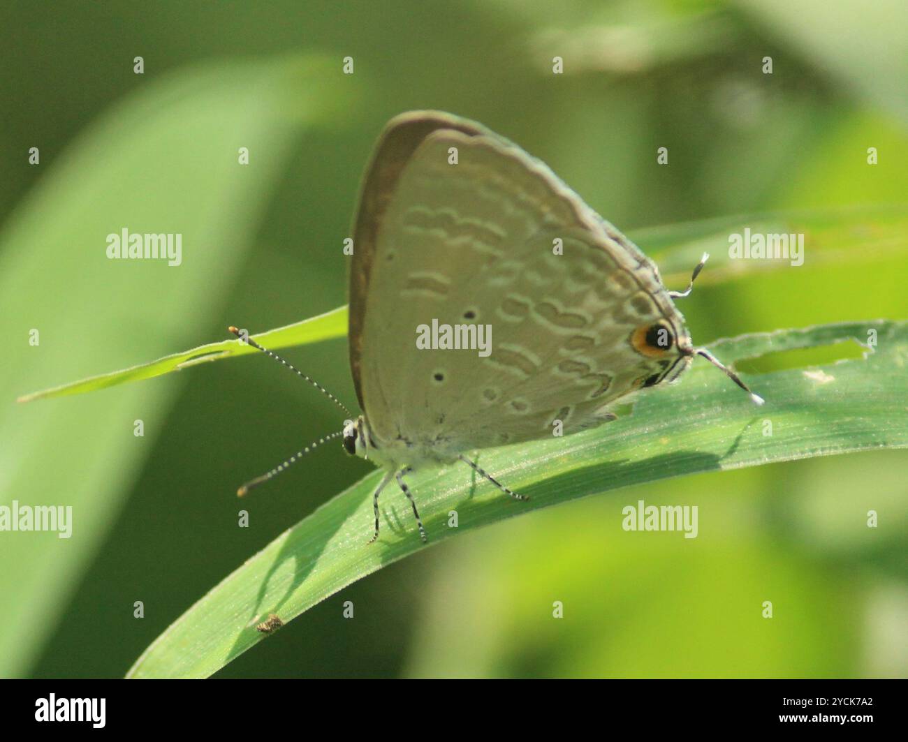 Forget-me-not (Catochrysops strabo) Insecta Stock Photo - Alamy