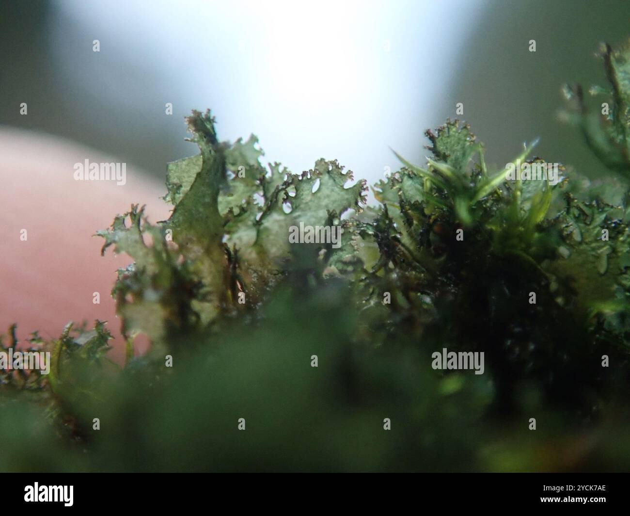 Tattered Jellyskin Lichen (Scytinium lichenoides) Fungi Stock Photo - Alamy