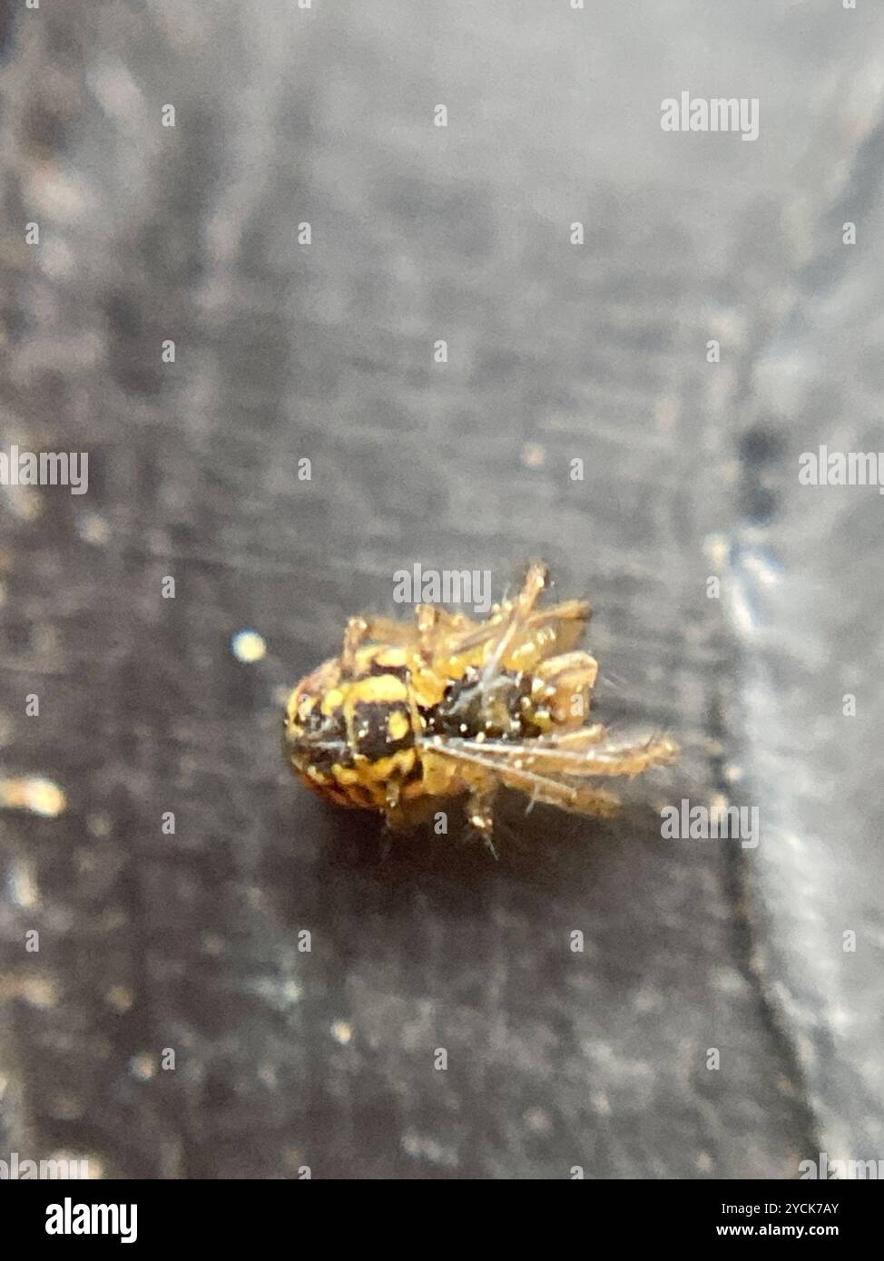 Cricket-bat Orbweaver (Mangora acalypha) Arachnida Stock Photo - Alamy