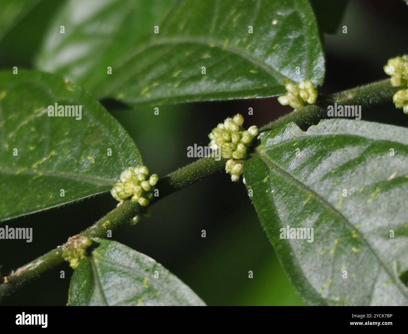 Large lineolate Elatostema (Elatostema lineolatum) Plantae Stock Photo ...
