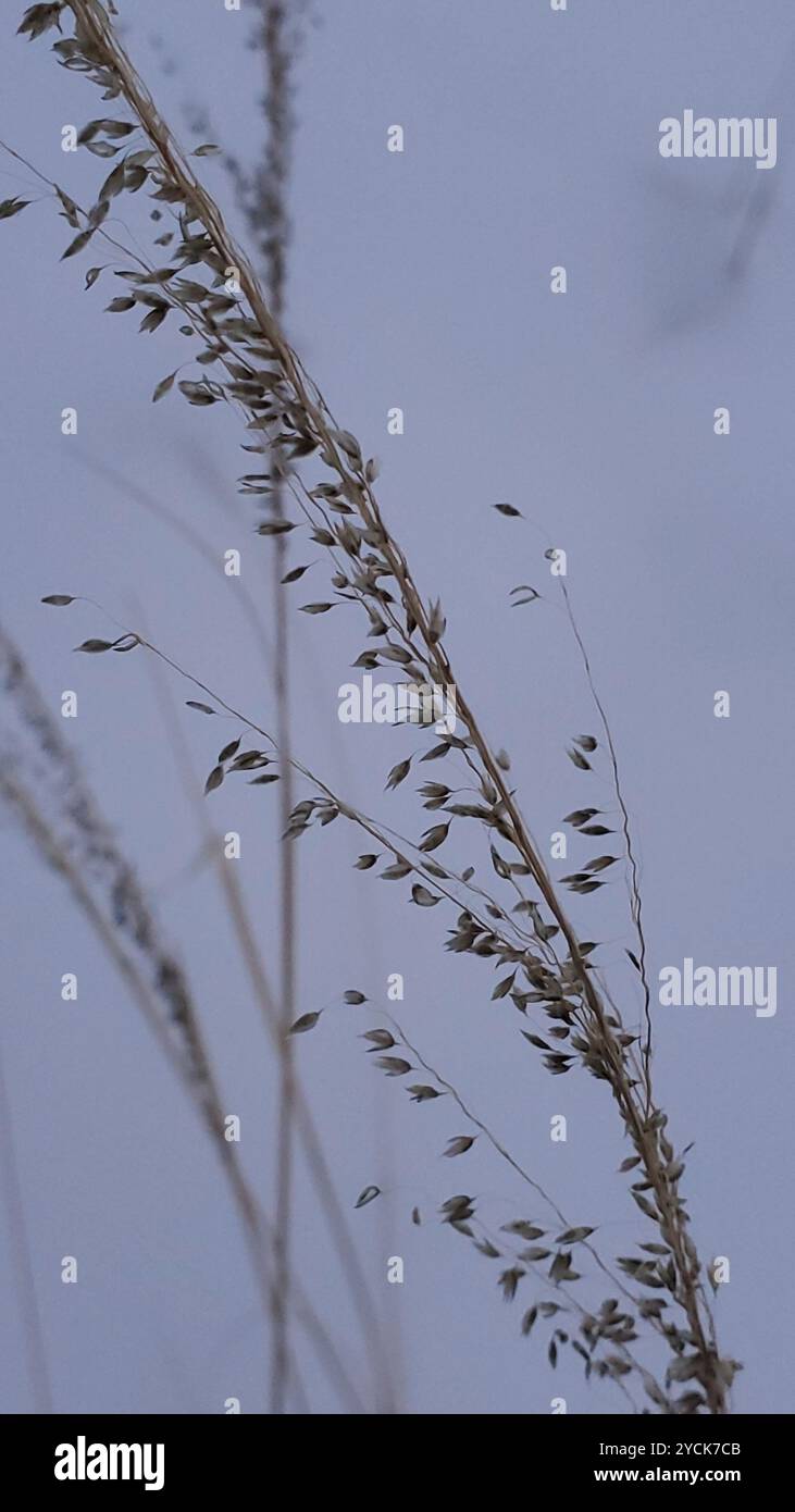 Pine Dropseed (Muhlenbergia tricholepis) Plantae Stock Photo - Alamy