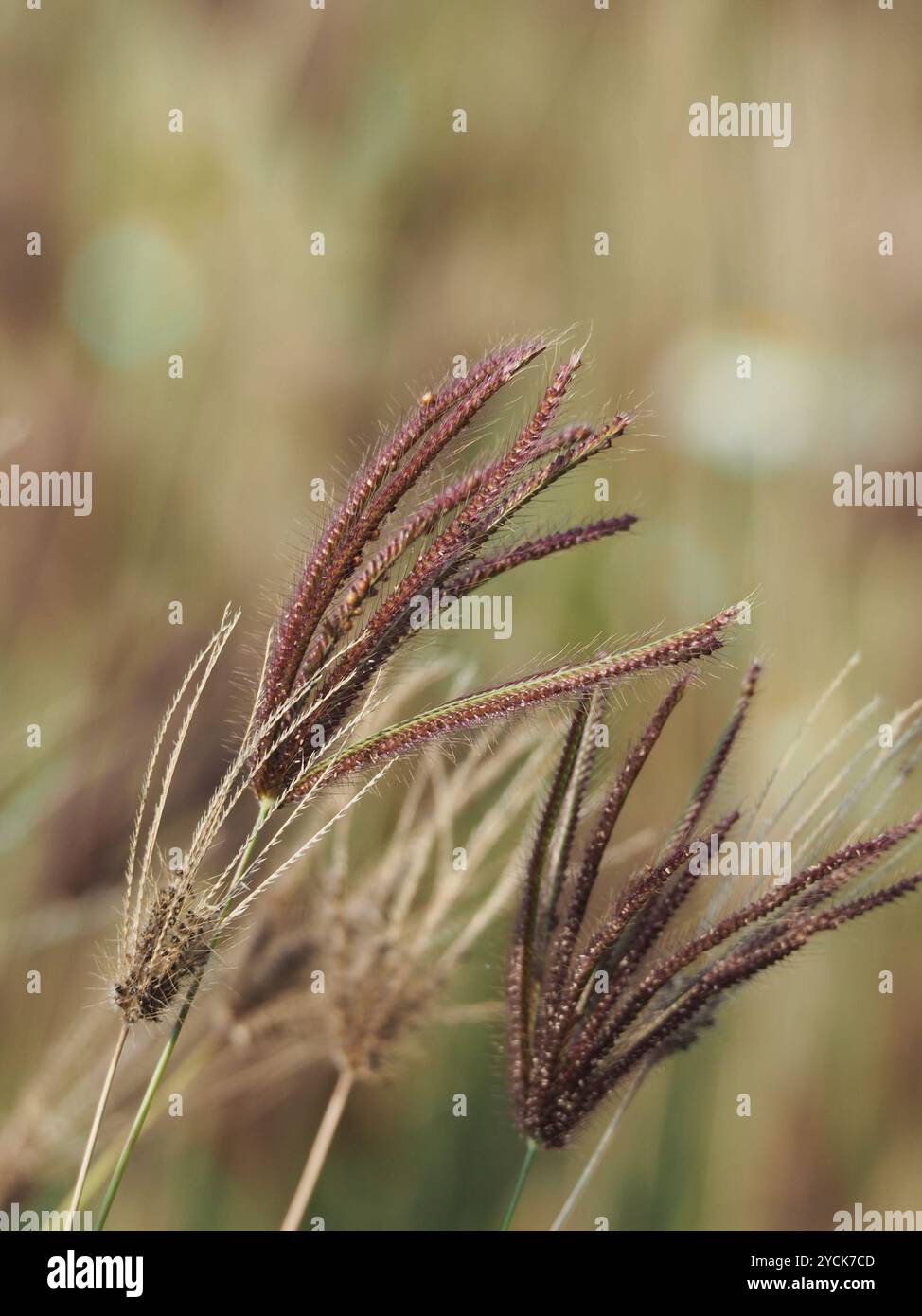 Finger Grass (Chloris barbata) Plantae Stock Photo - Alamy