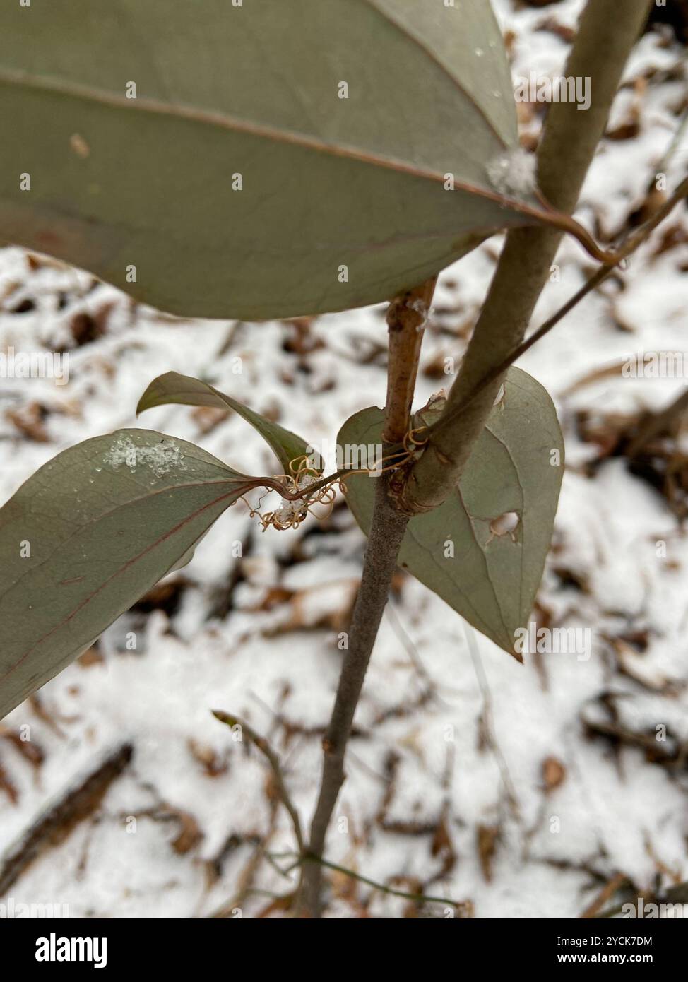 sawbrier (Smilax glauca) Plantae Stock Photo - Alamy