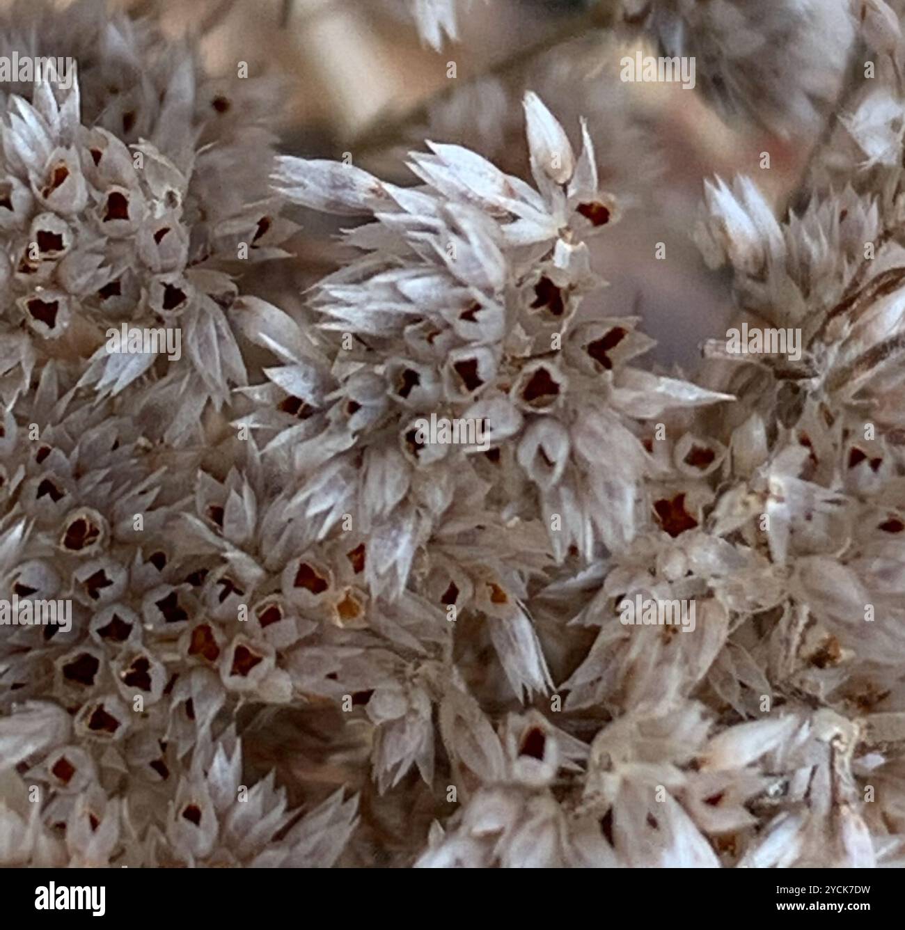 Oldman’s Cap (Polycarpaea corymbosa) Plantae Stock Photo - Alamy