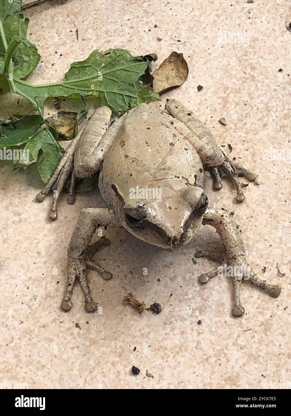 Spot-legged Tree Frog (Polypedates megacephalus) Amphibia Stock Photo ...