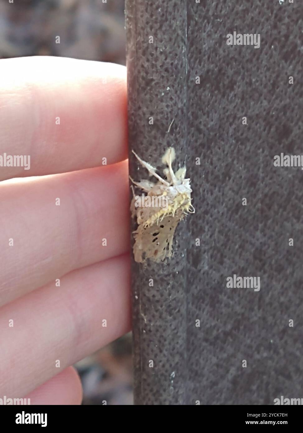 (Akanthomyces aculeatus) Fungi Stock Photo - Alamy