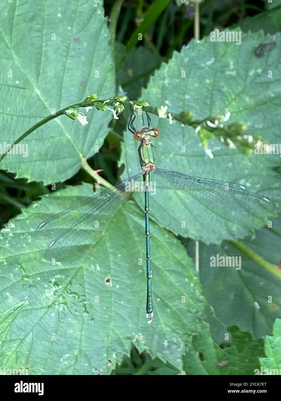 Western Willow Spreadwing (Chalcolestes viridis) Insecta Stock Photo ...
