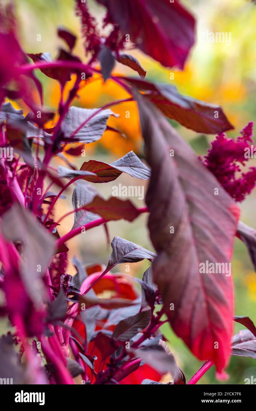 Amaranth leaves hi-res stock photography and images - Alamy