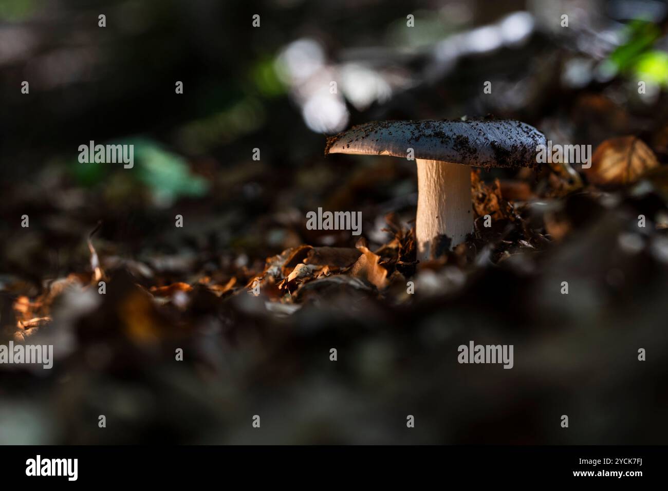 Explore the quiet beauty of a beech forest, where mushrooms thrive on ...