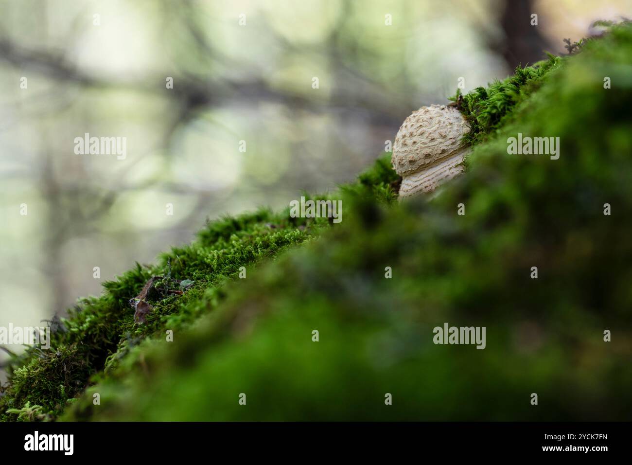 Explore the quiet beauty of a beech forest, where mushrooms thrive on ...