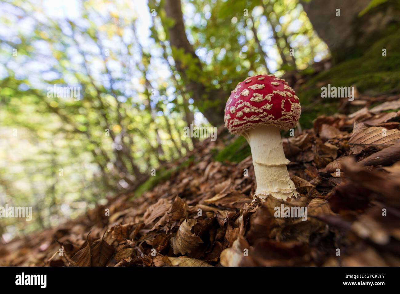Explore the quiet beauty of a beech forest, where mushrooms thrive on ...