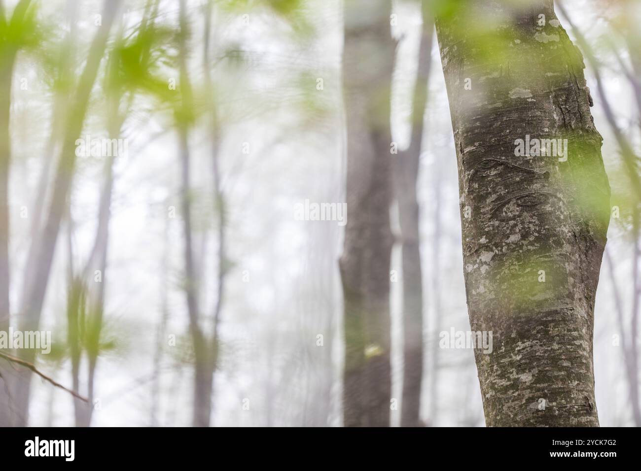 Explore the quiet beauty of a beech forest, where mushrooms thrive on ...