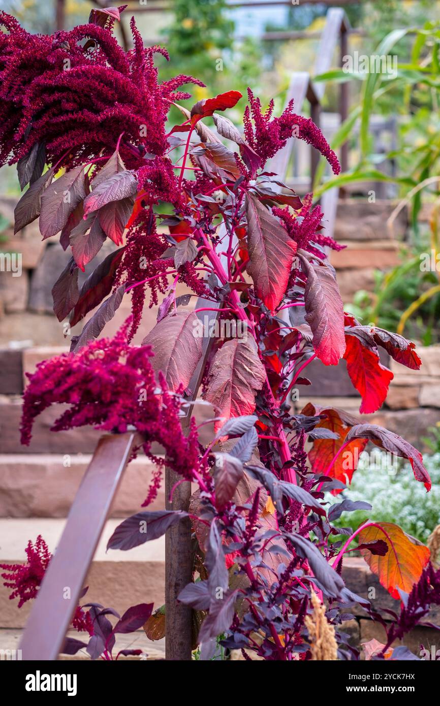 Amaranth leaves hi-res stock photography and images - Alamy