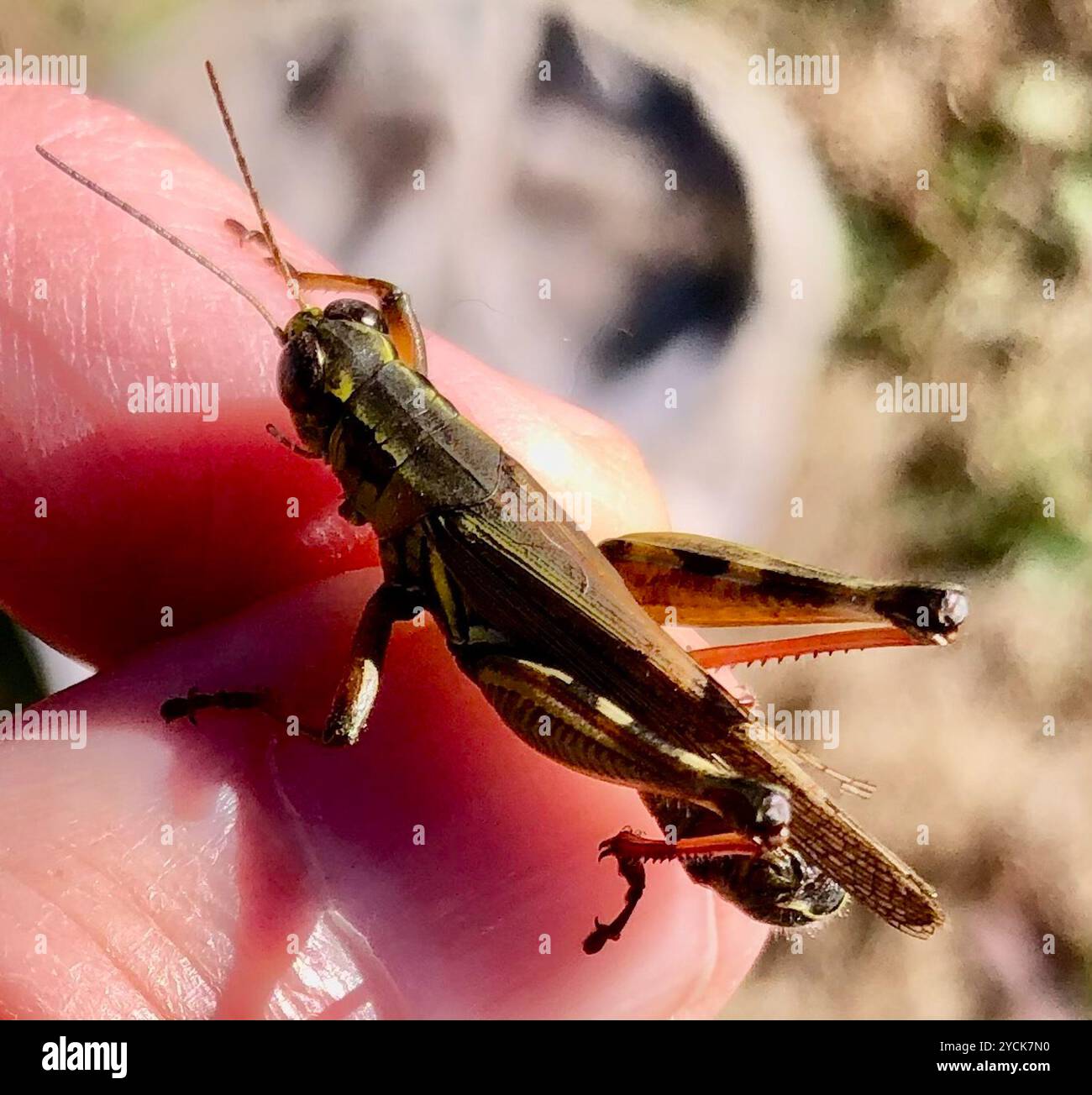 Red-legged Grasshopper (Melanoplus femurrubrum) Insecta Stock Photo - Alamy