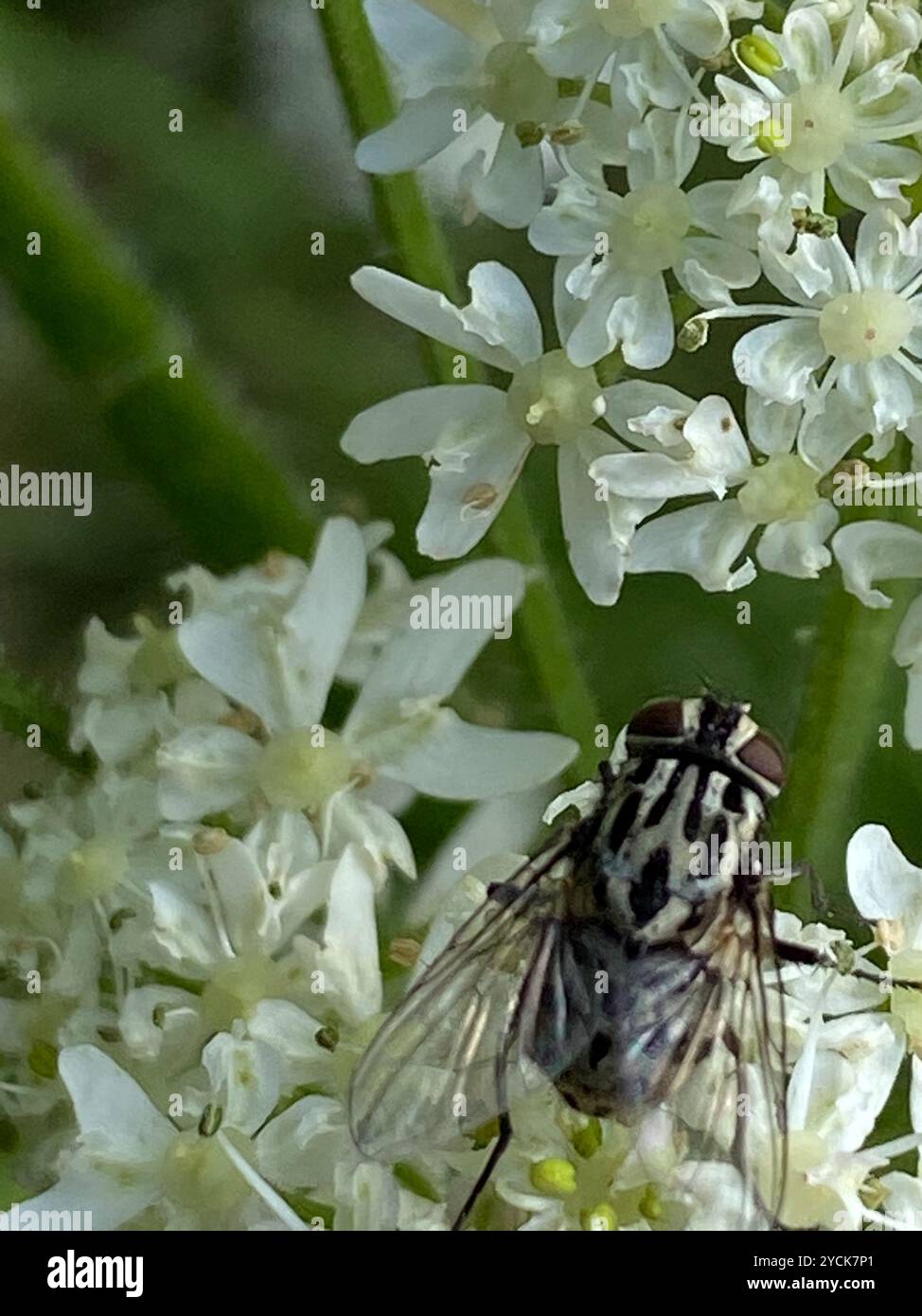 Graphomya maculata hi-res stock photography and images - Alamy