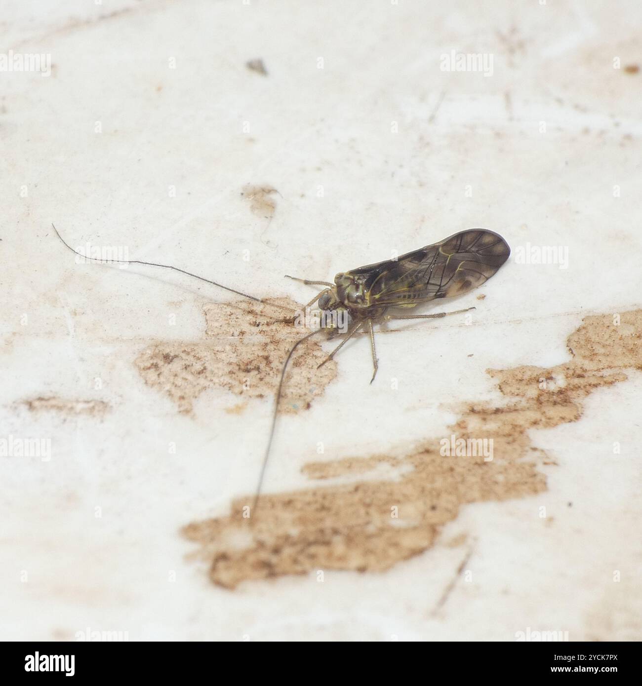 Barklice, Booklice, and Parasitic Lice (Psocodea) Insecta Stock Photo ...