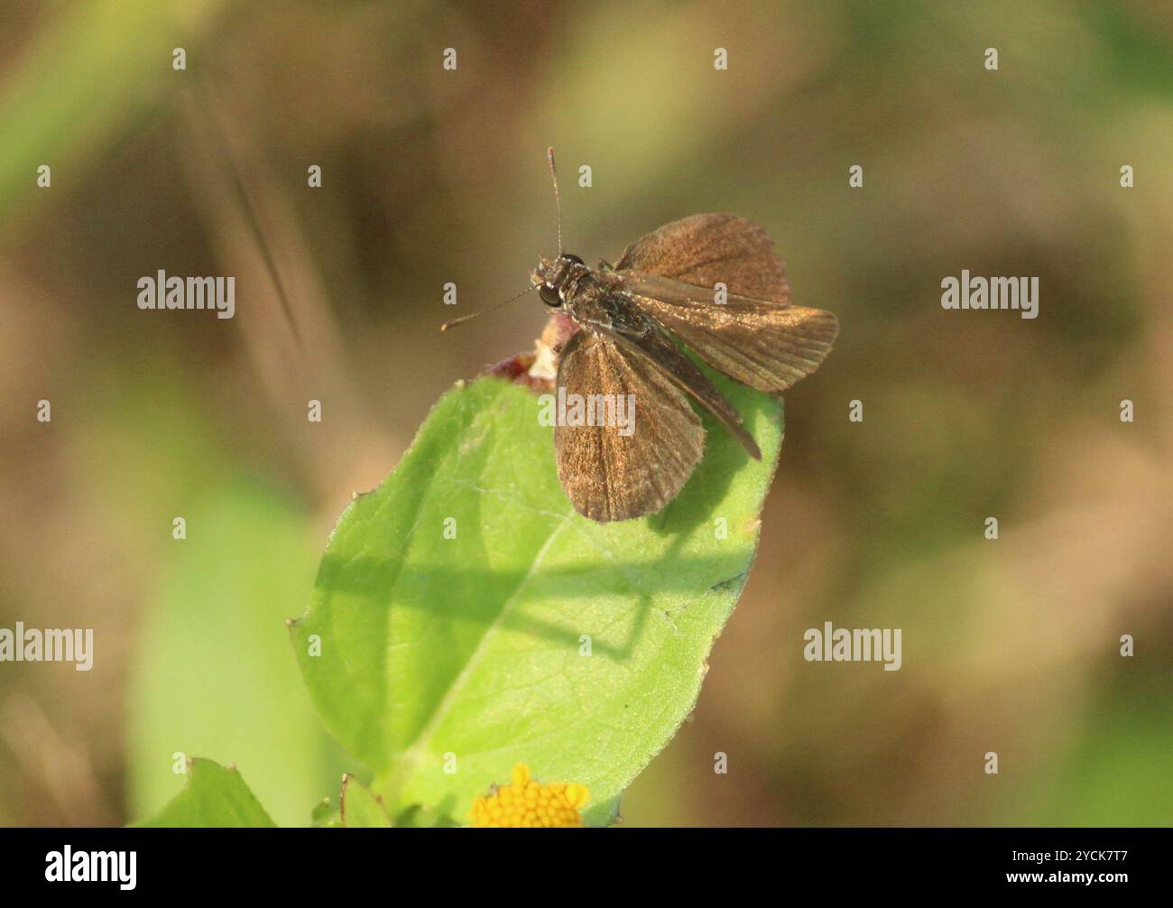 Pygmy Scrub Hopper (Aeromachus pygmaeus) Insecta Stock Photo - Alamy