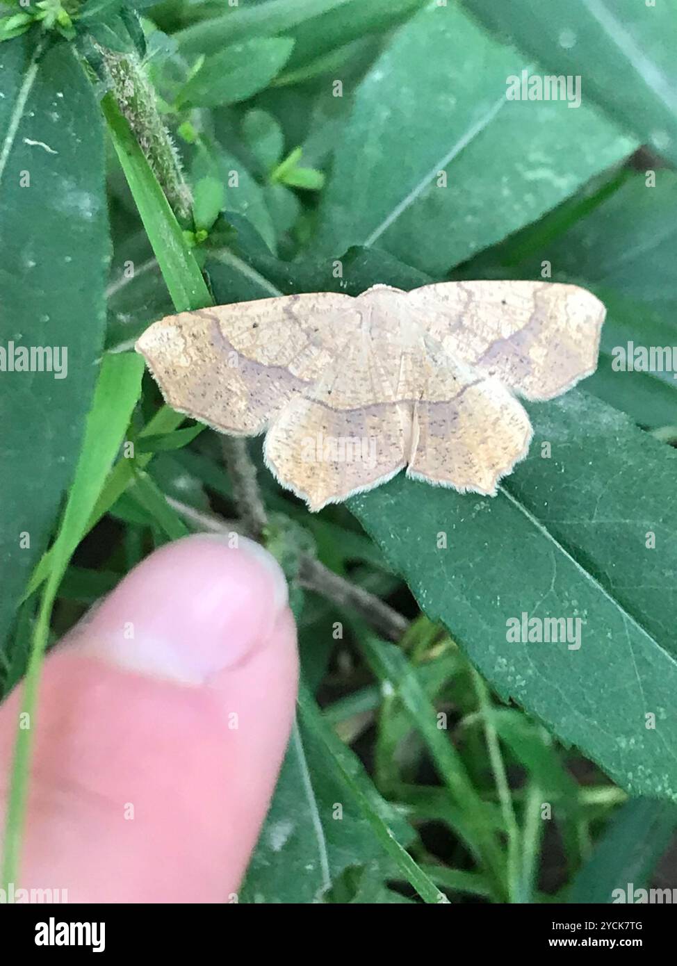 Oak besma moth hi-res stock photography and images - Alamy
