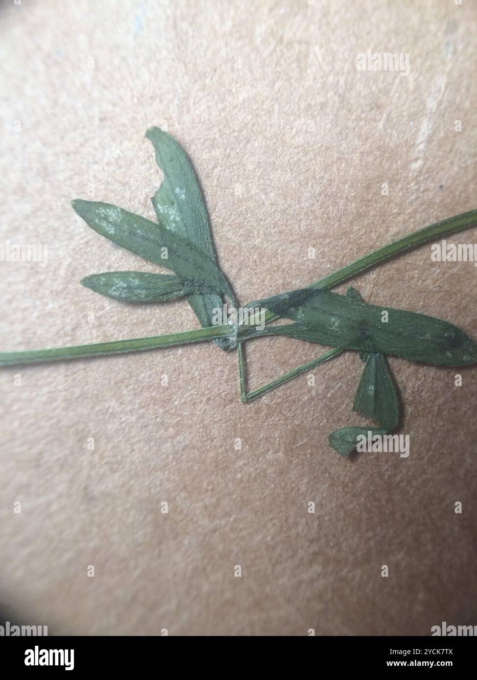 Common Marsh-bedstraw (Galium palustre) Plantae Stock Photo - Alamy
