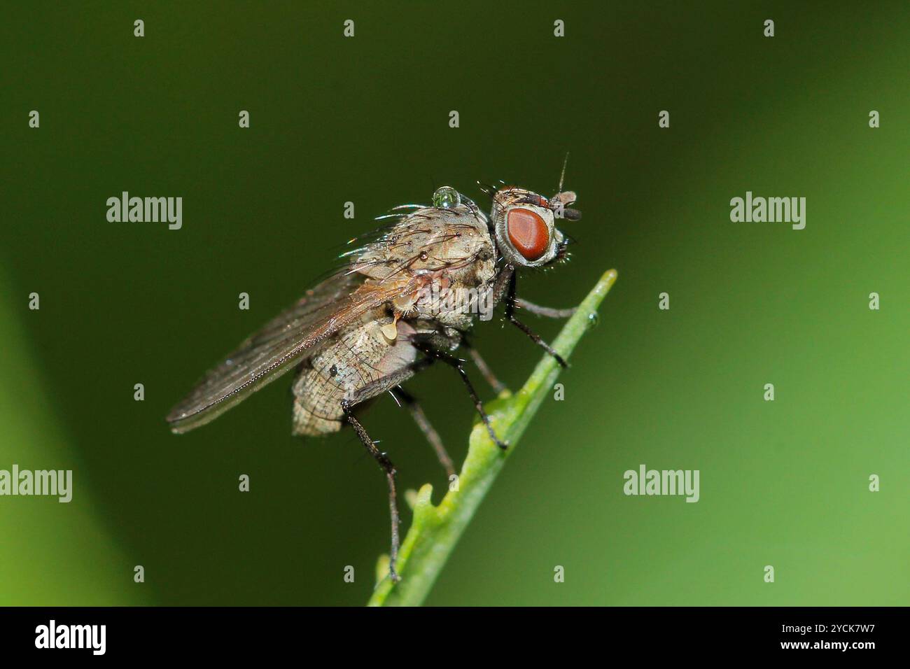 Muscoid Flies (Muscoidea) Insecta Stock Photo - Alamy