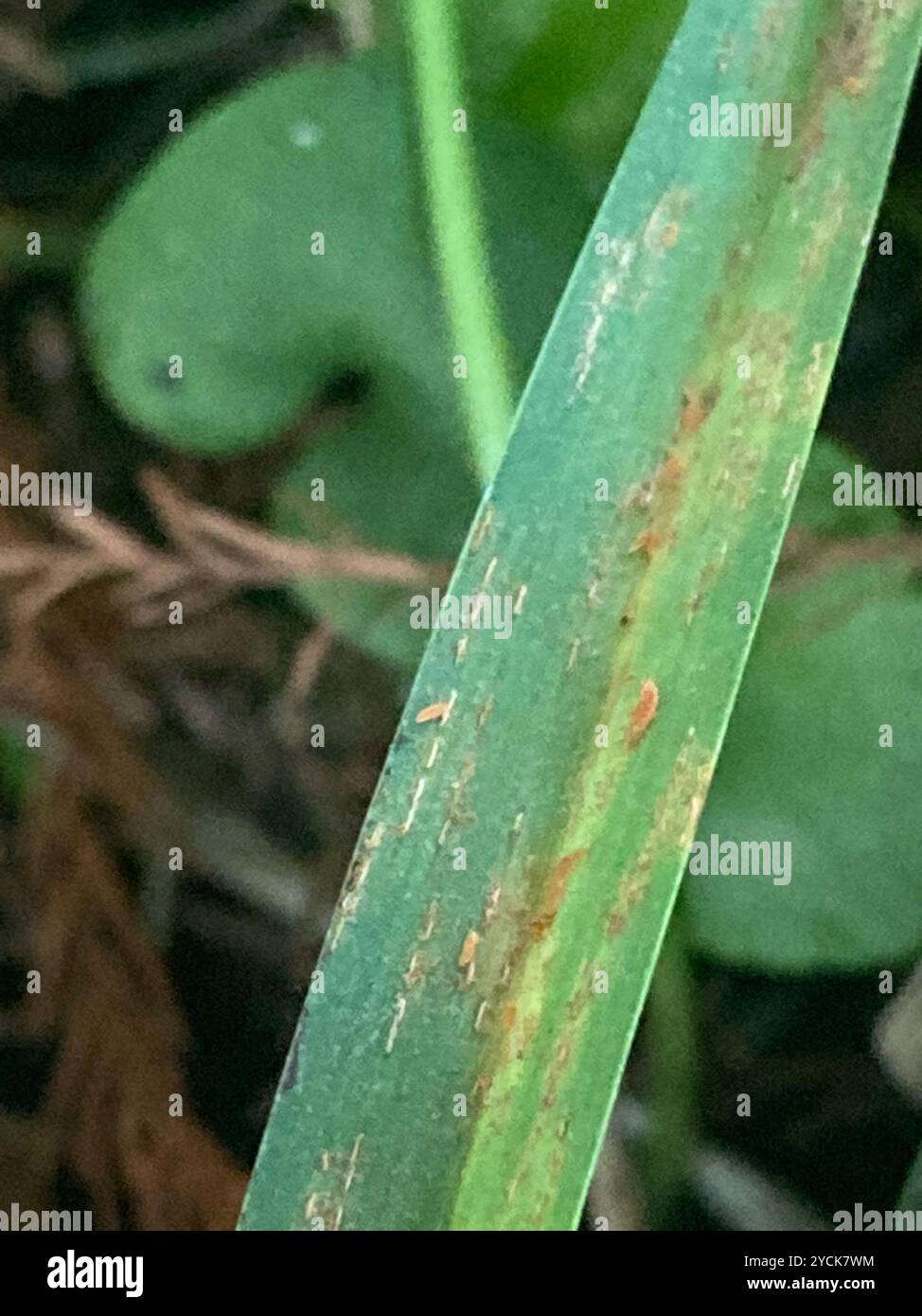 rust fungi (Pucciniales) Fungi Stock Photo - Alamy