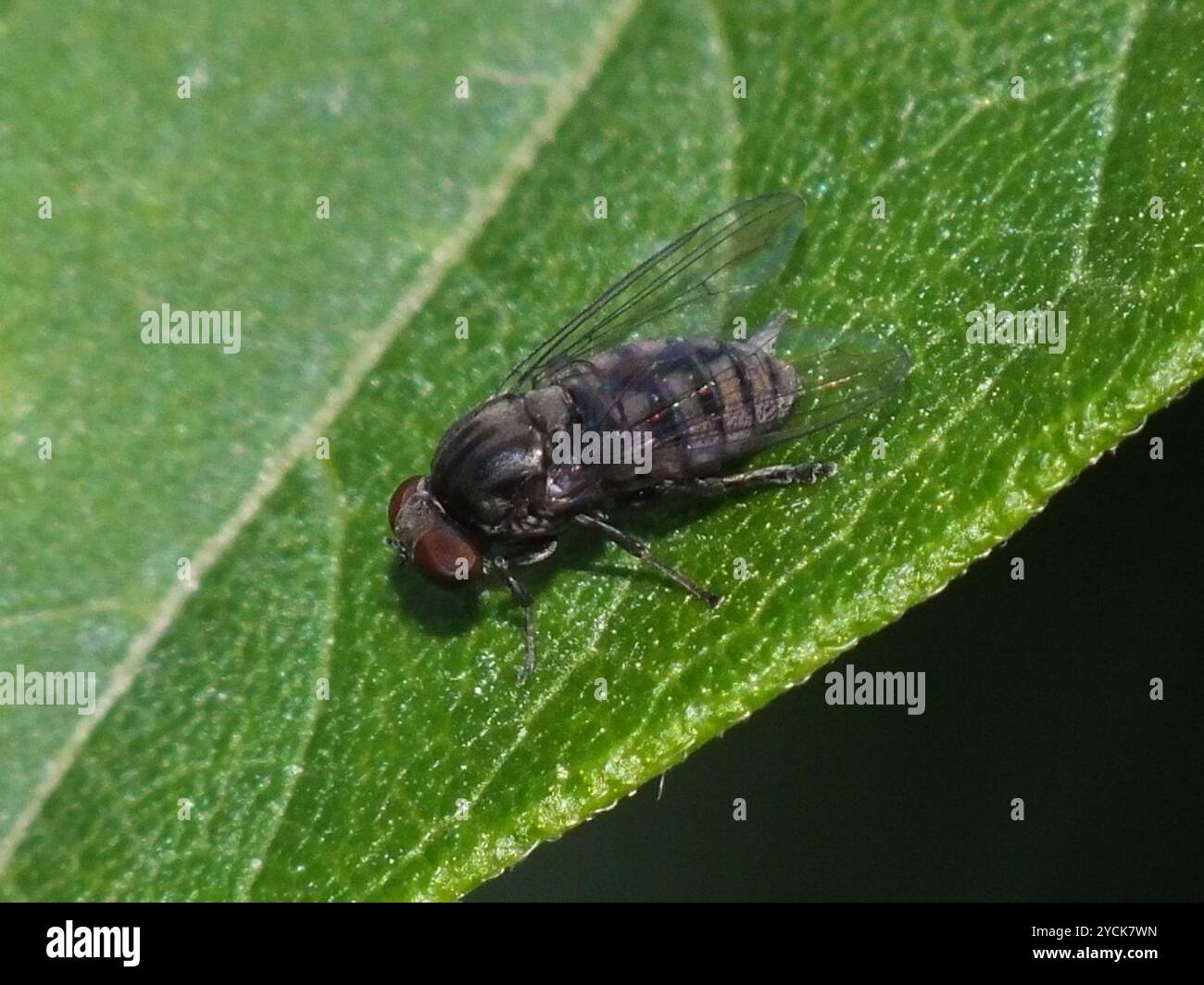 Flat-footed Flies (Platypezidae) Insecta Stock Photo - Alamy