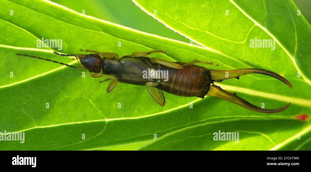 European Earwig Complex (Forficula auricularia) Insecta Stock Photo - Alamy