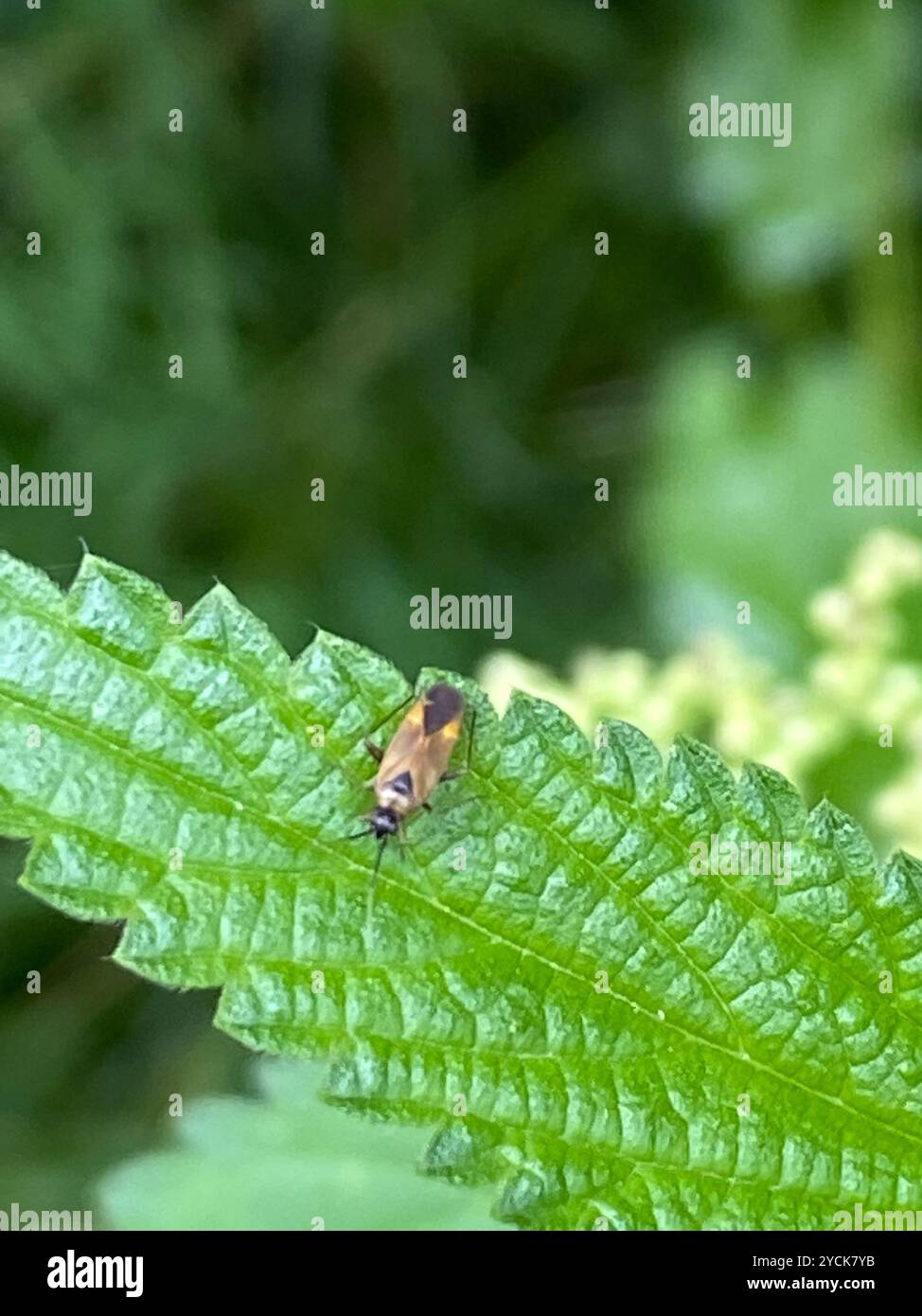 Common Nettle Flower Bug (Plagiognathus arbustorum) Insecta Stock Photo ...