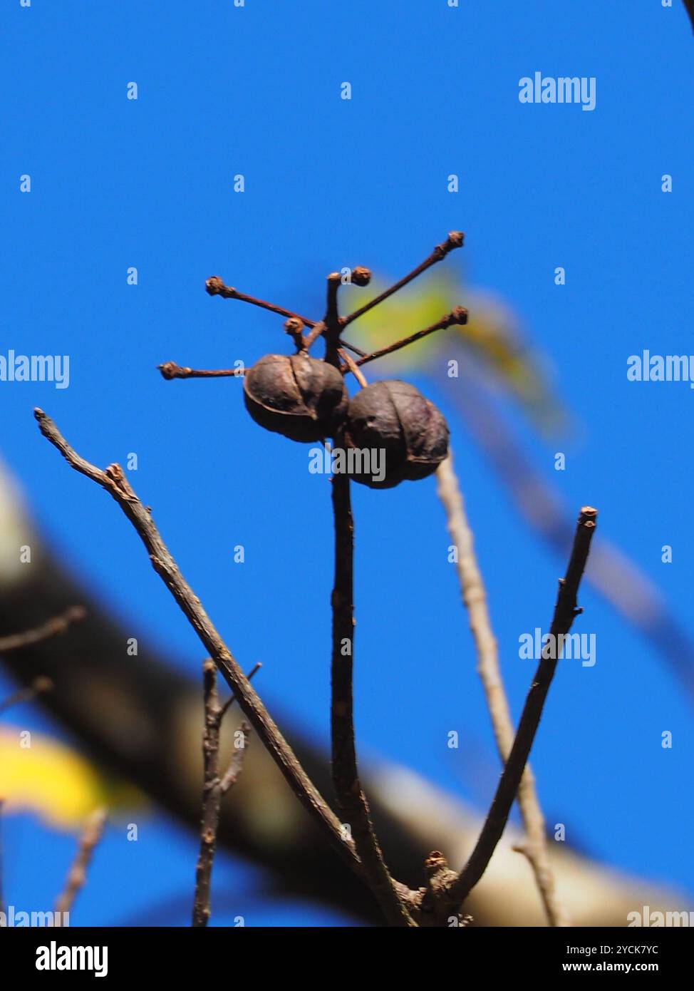 Mu oil tree hi-res stock photography and images - Alamy