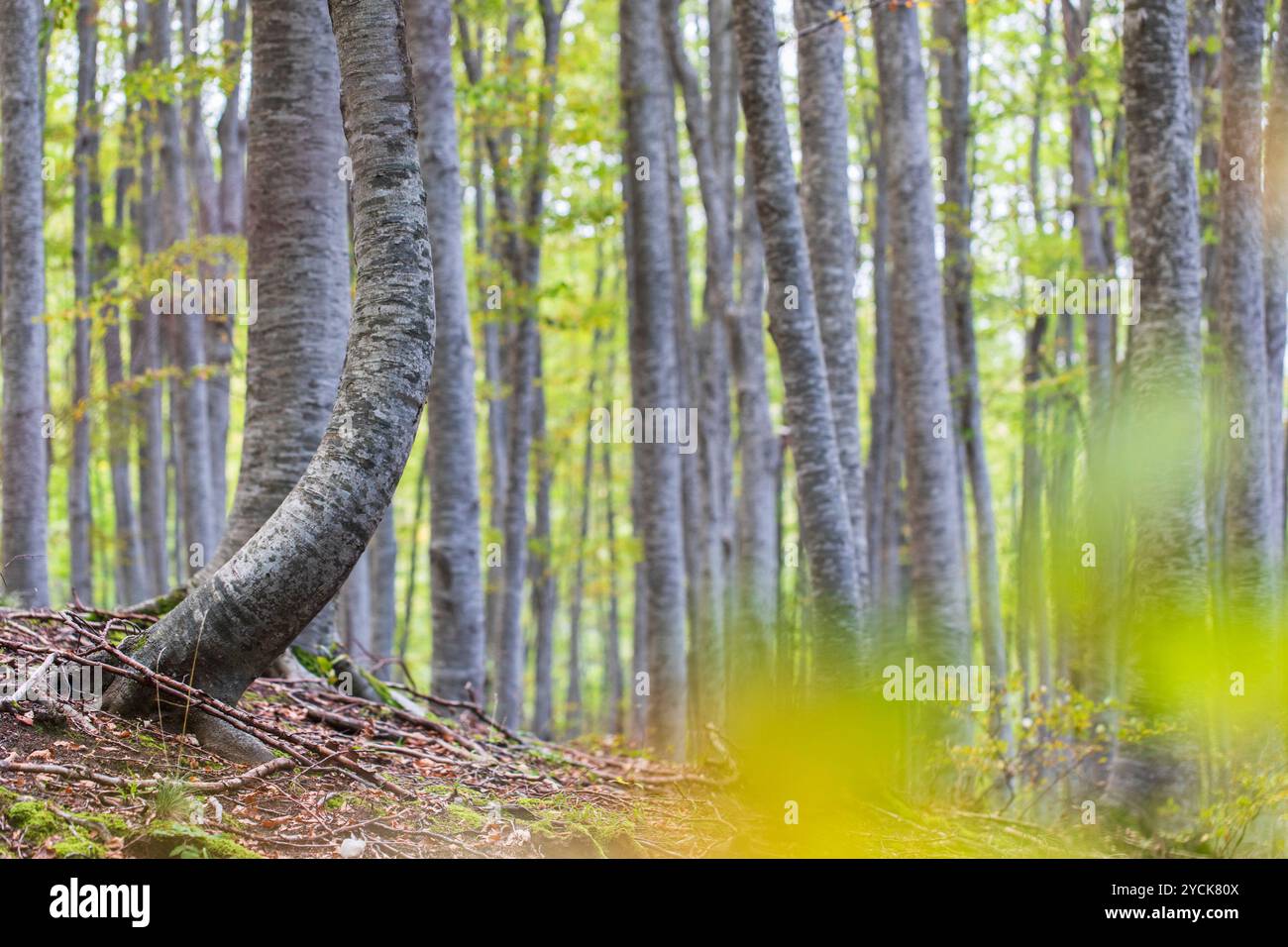 Explore the quiet beauty of a beech forest, where mushrooms thrive on ...