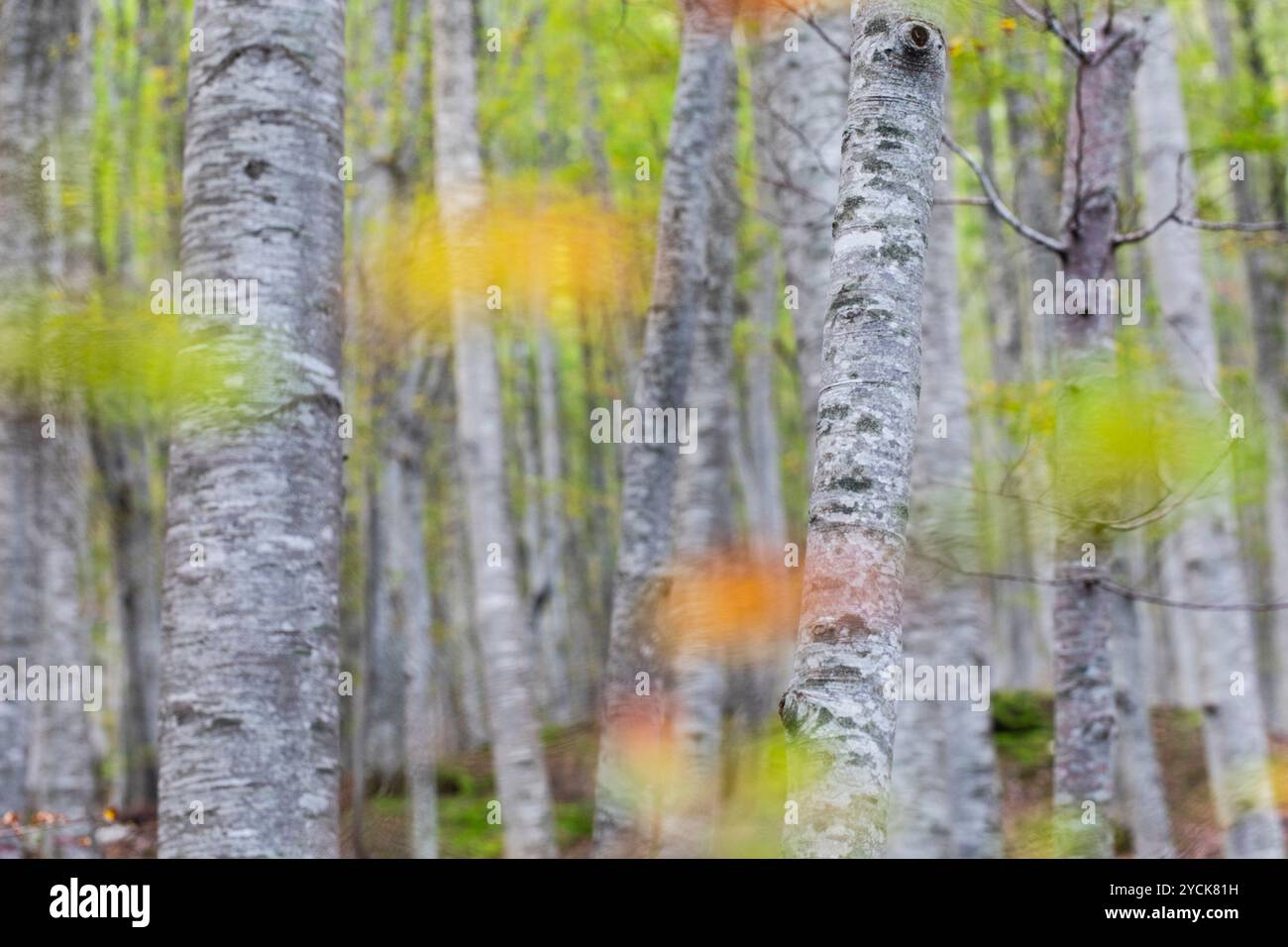 Explore the quiet beauty of a beech forest, where mushrooms thrive on ...