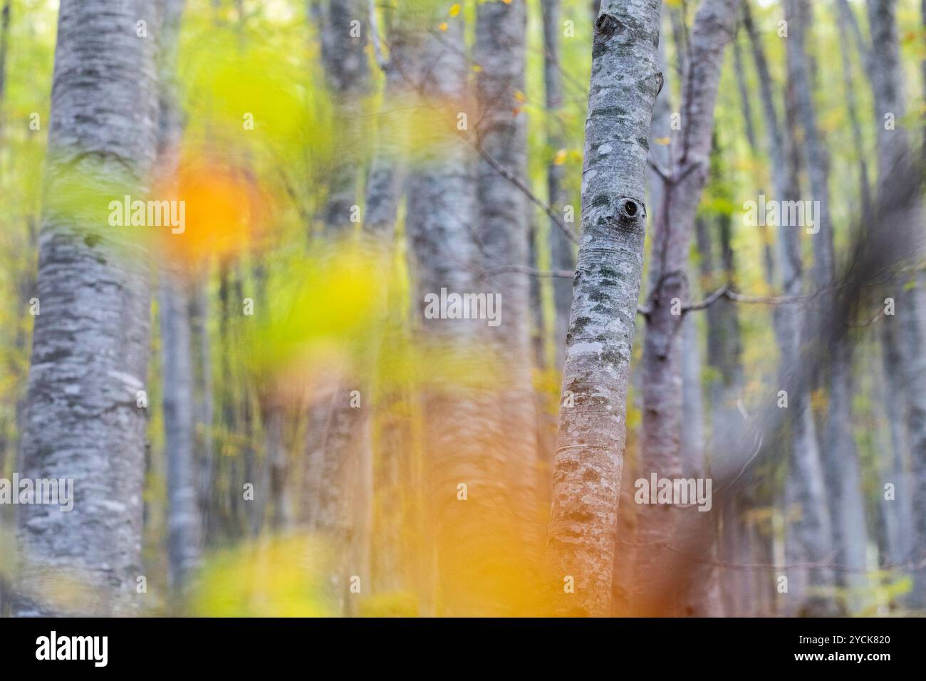 Explore the quiet beauty of a beech forest, where mushrooms thrive on ...