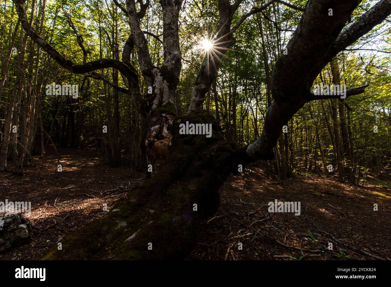 Explore the quiet beauty of a beech forest, where mushrooms thrive on ...