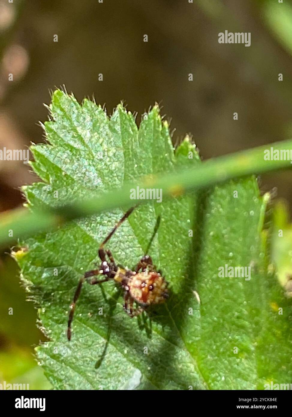Dock Bug (Coreus marginatus) Insecta Stock Photo - Alamy