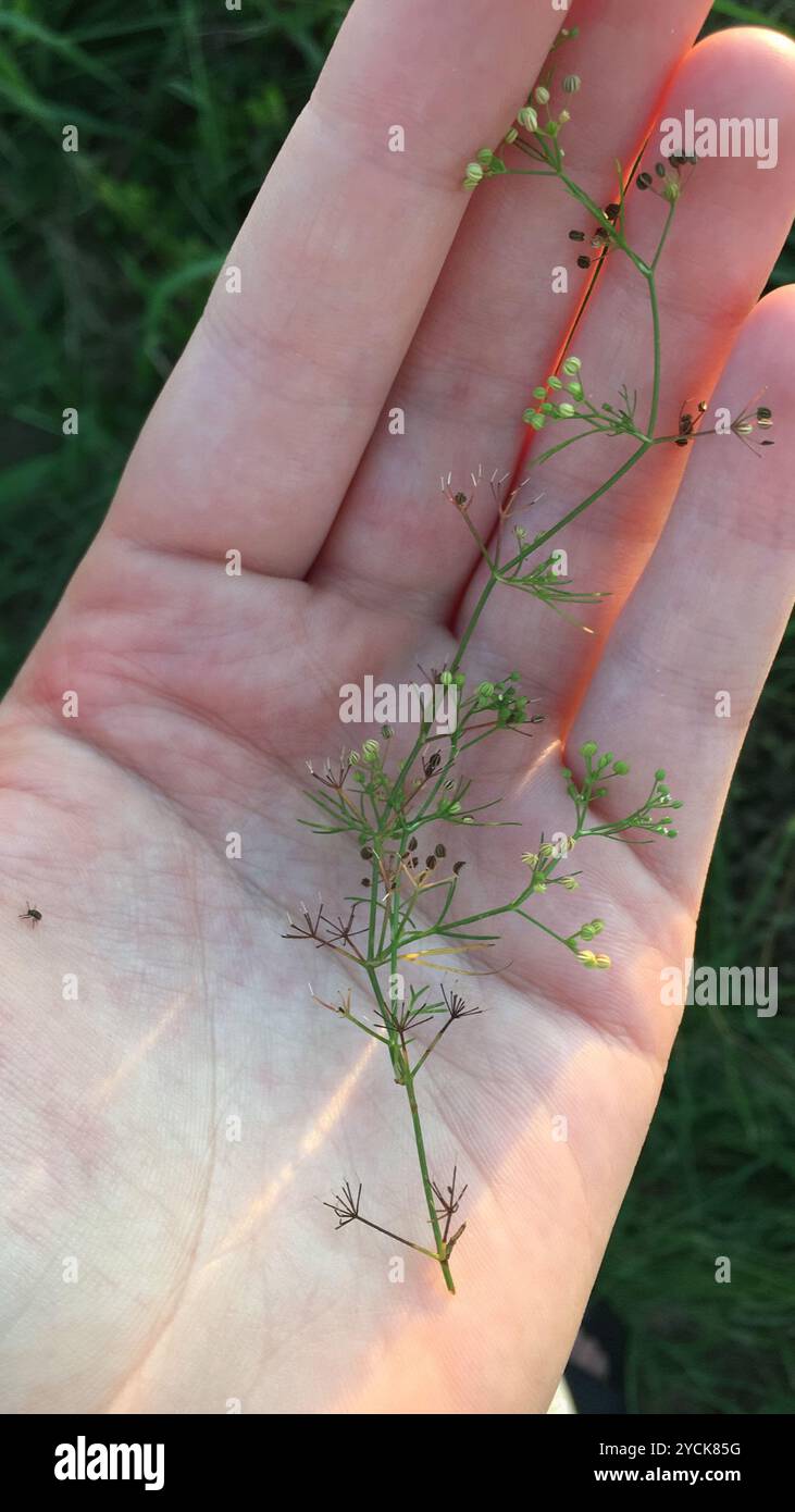 Marsh parsley (Cyclospermum leptophyllum) Plantae Stock Photo - Alamy