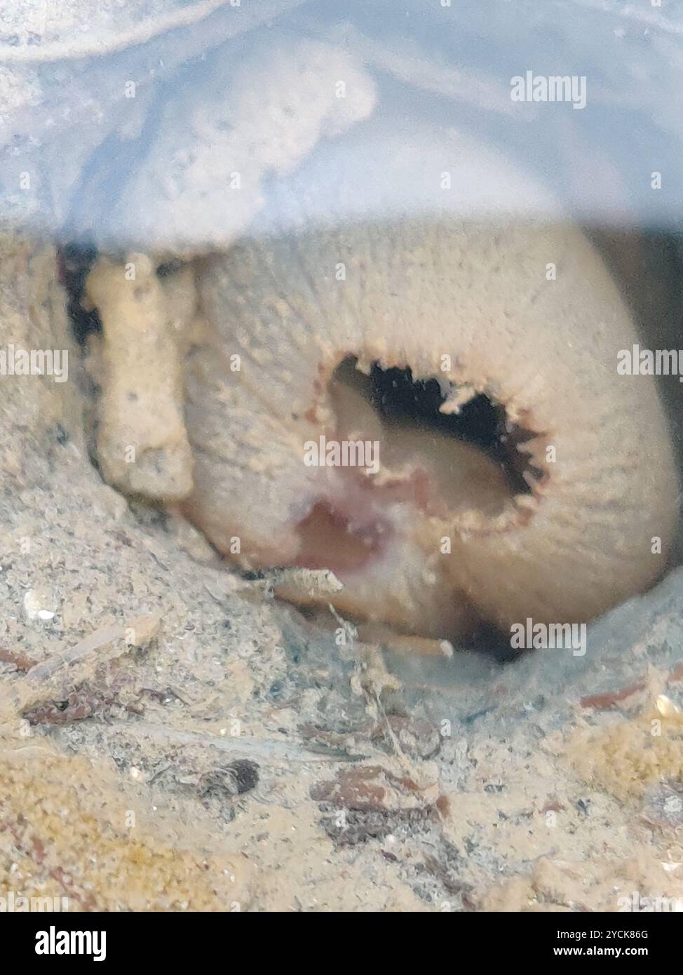 Bivalves (Bivalvia) Mollusca Stock Photo - Alamy