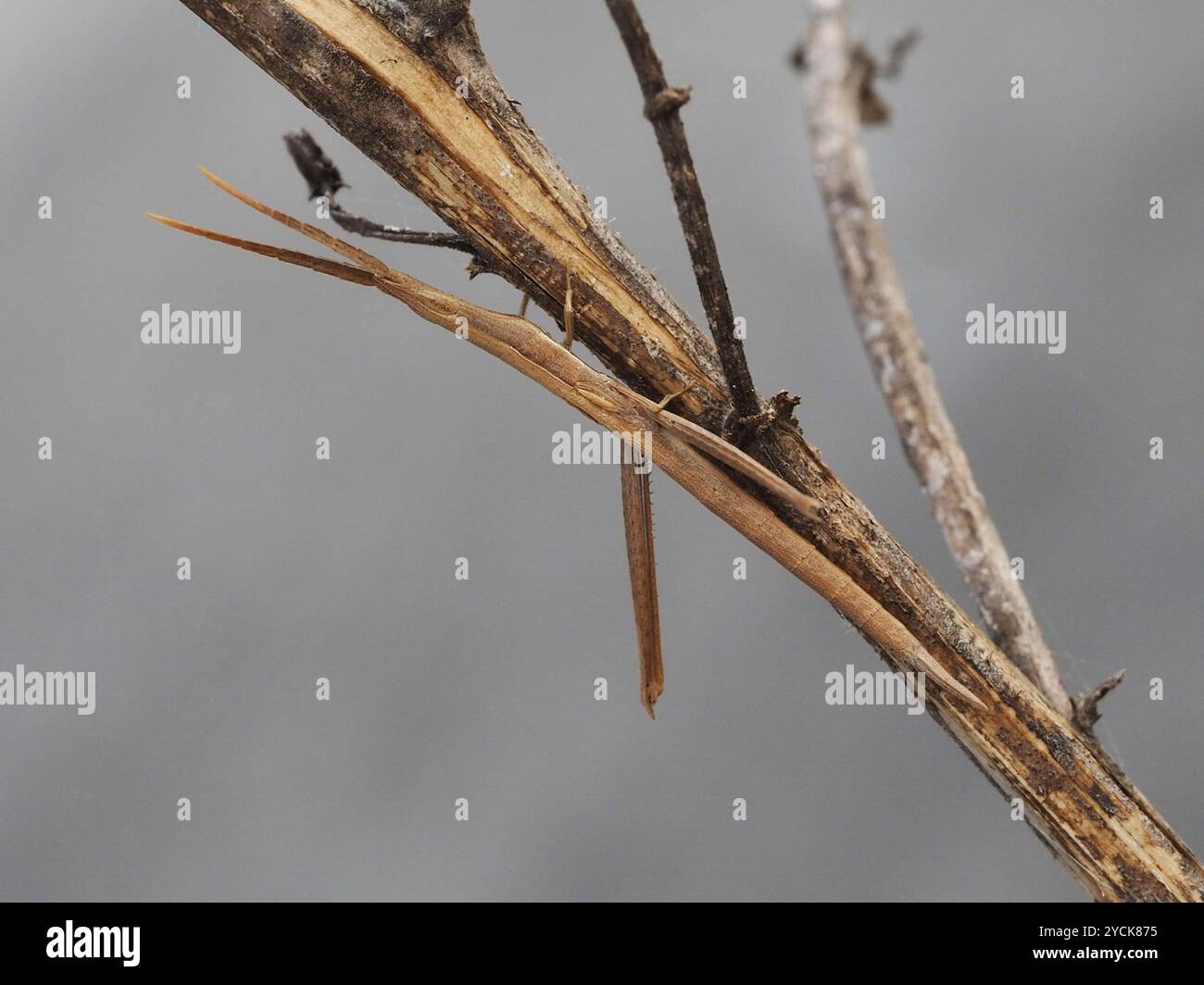 Long-headed Toothpick Grasshopper (Achurum carinatum) Insecta Stock ...