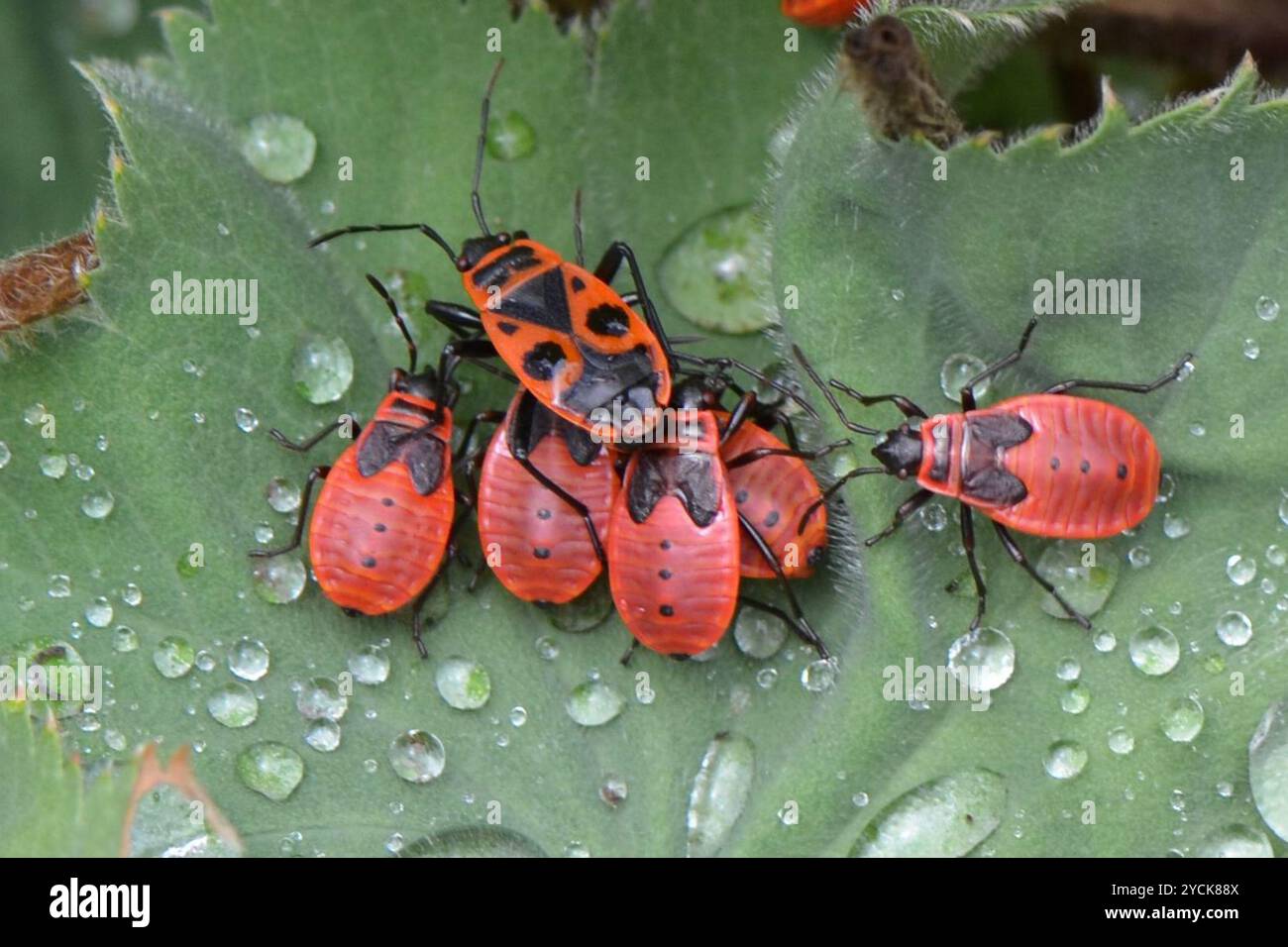 European Firebug (Pyrrhocoris apterus) Insecta Stock Photo - Alamy