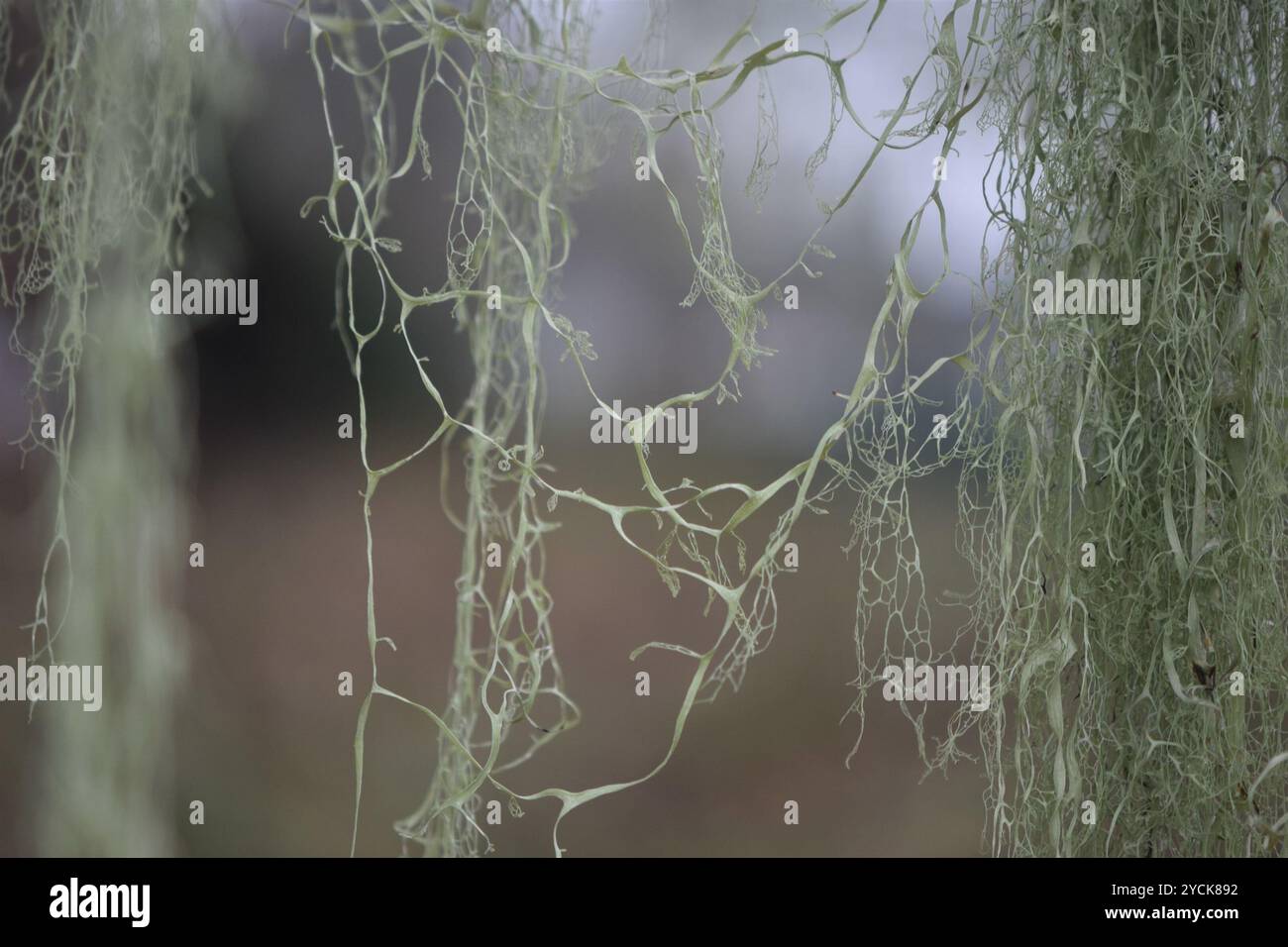 lace lichen (Ramalina menziesii) Fungi Stock Photo - Alamy