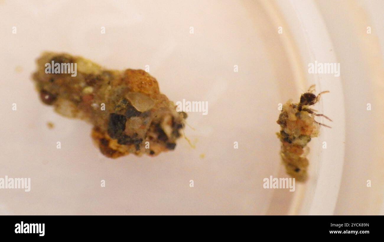 Stonecase Caddisflies (Uenoidae) Insecta Stock Photo - Alamy